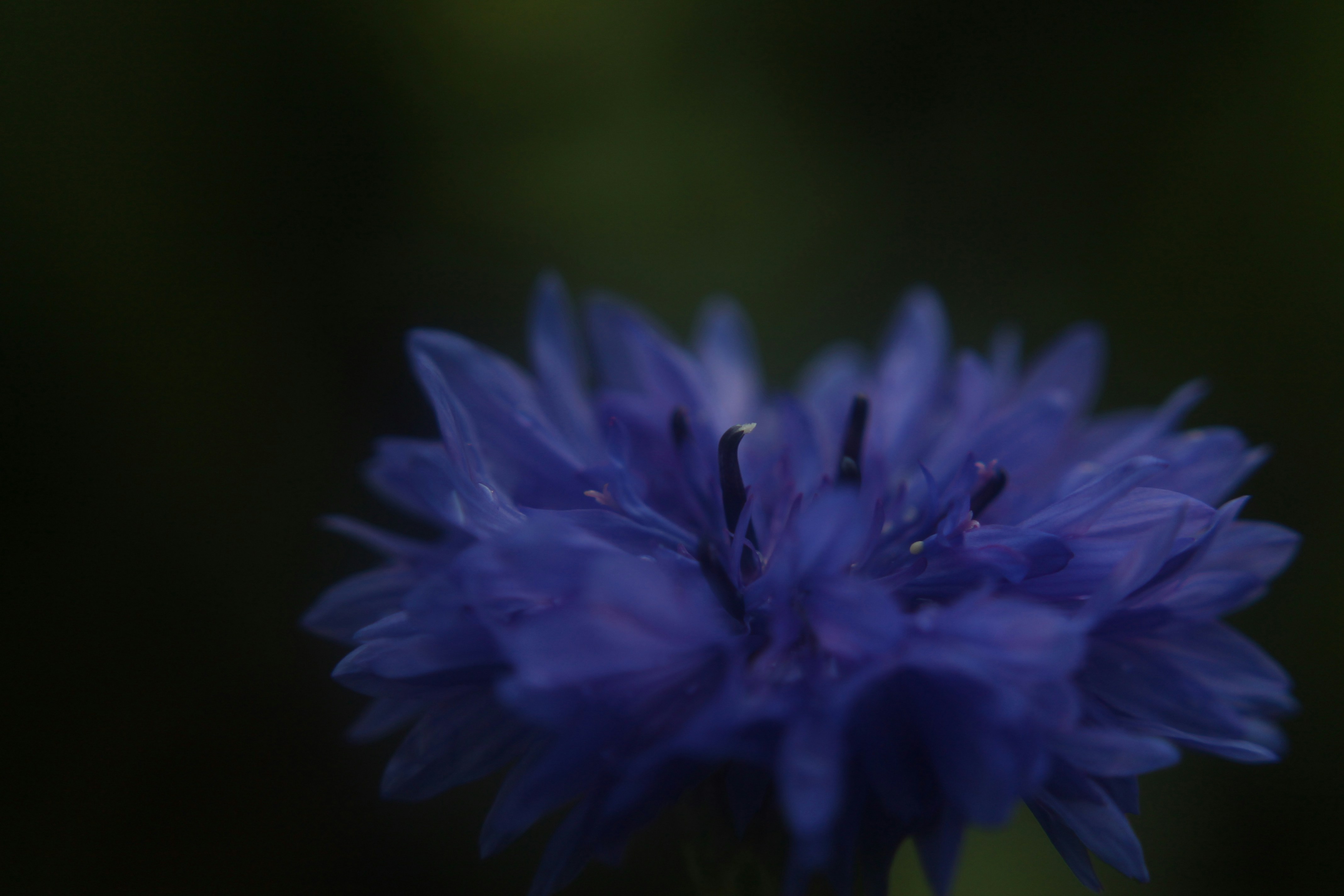 Blue Bloom in Soft Focus Night