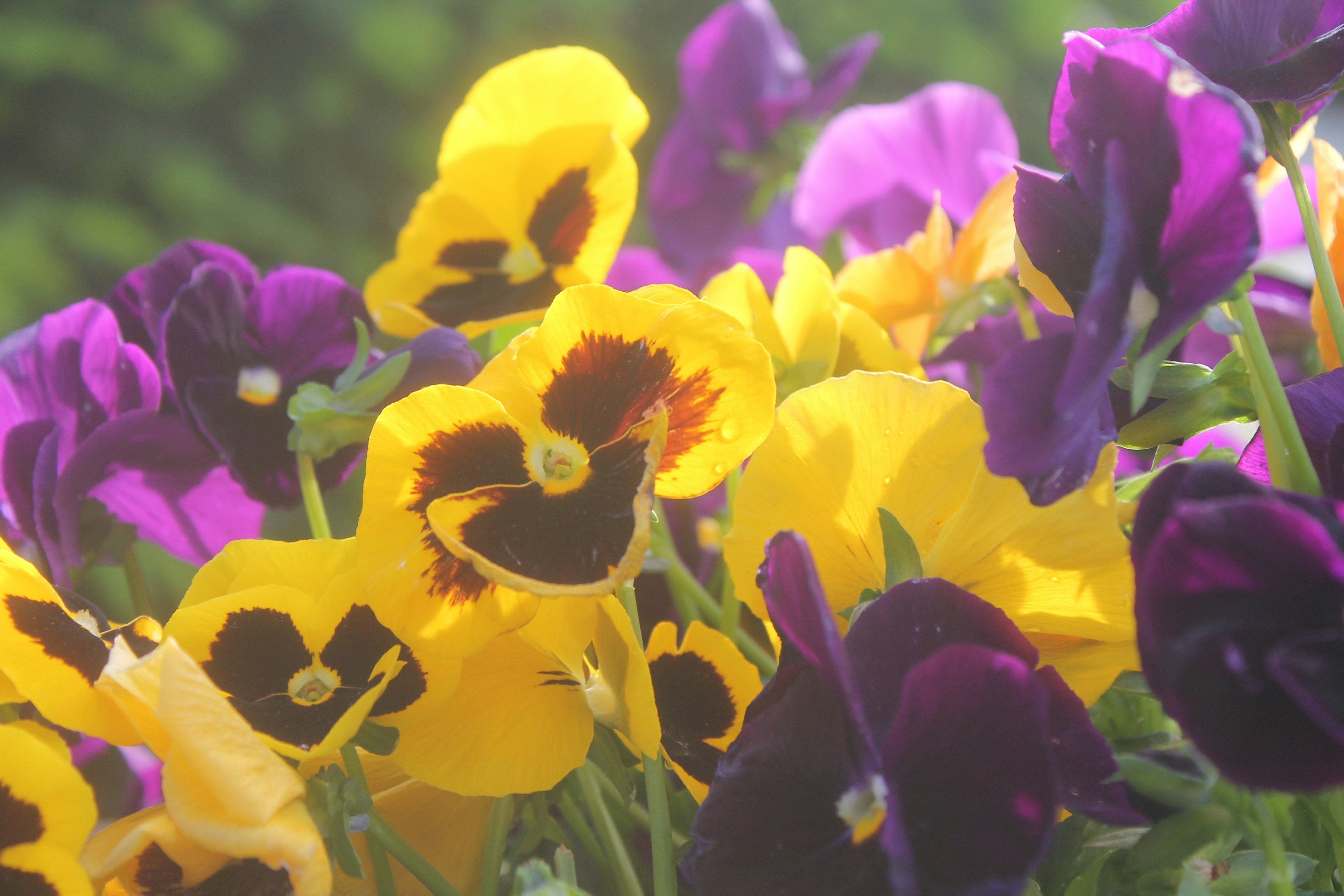 Golden Eyes Among Violet Petals