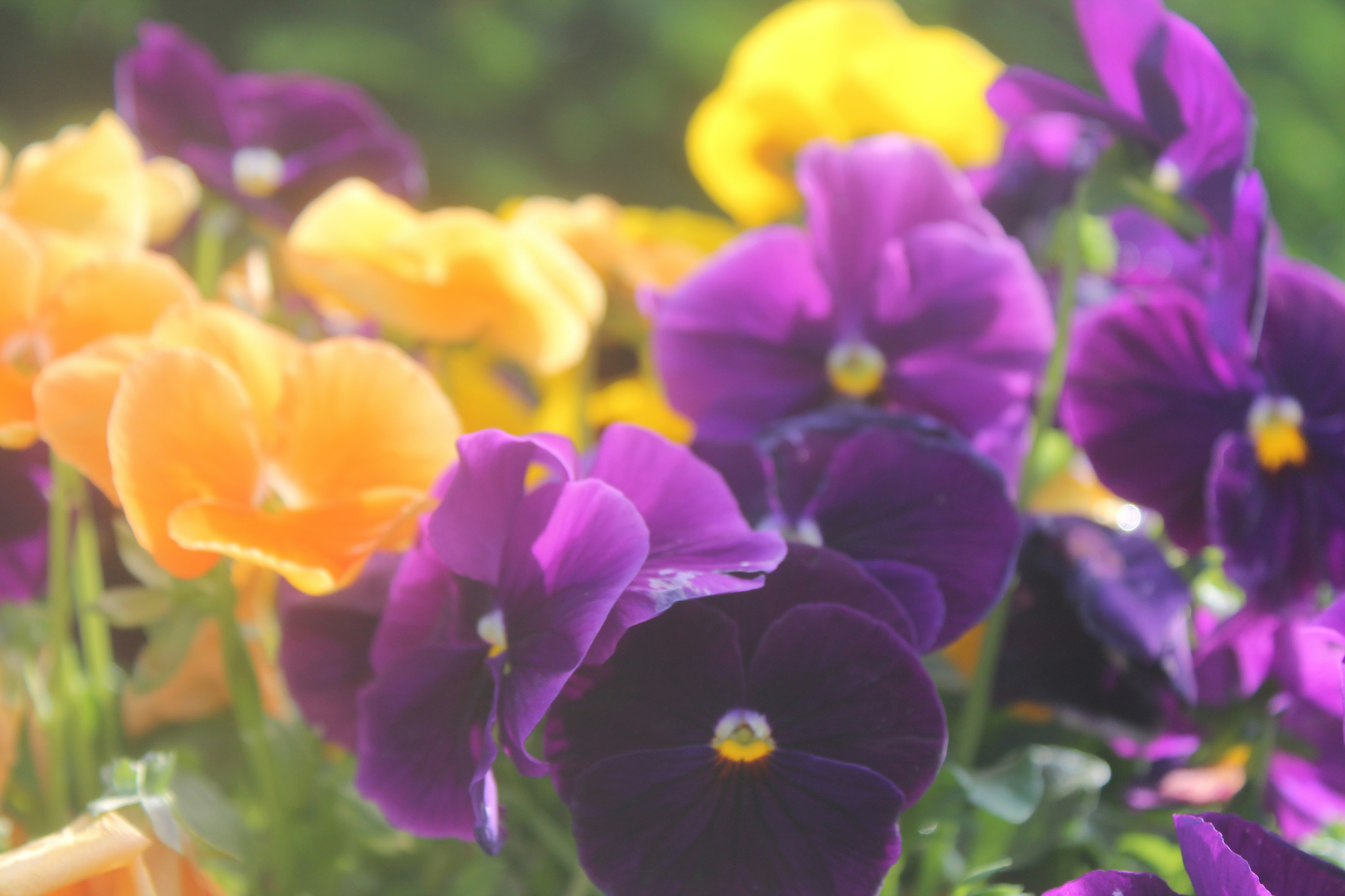 Sunlit Velvet Petals in a Meadow of Pansies