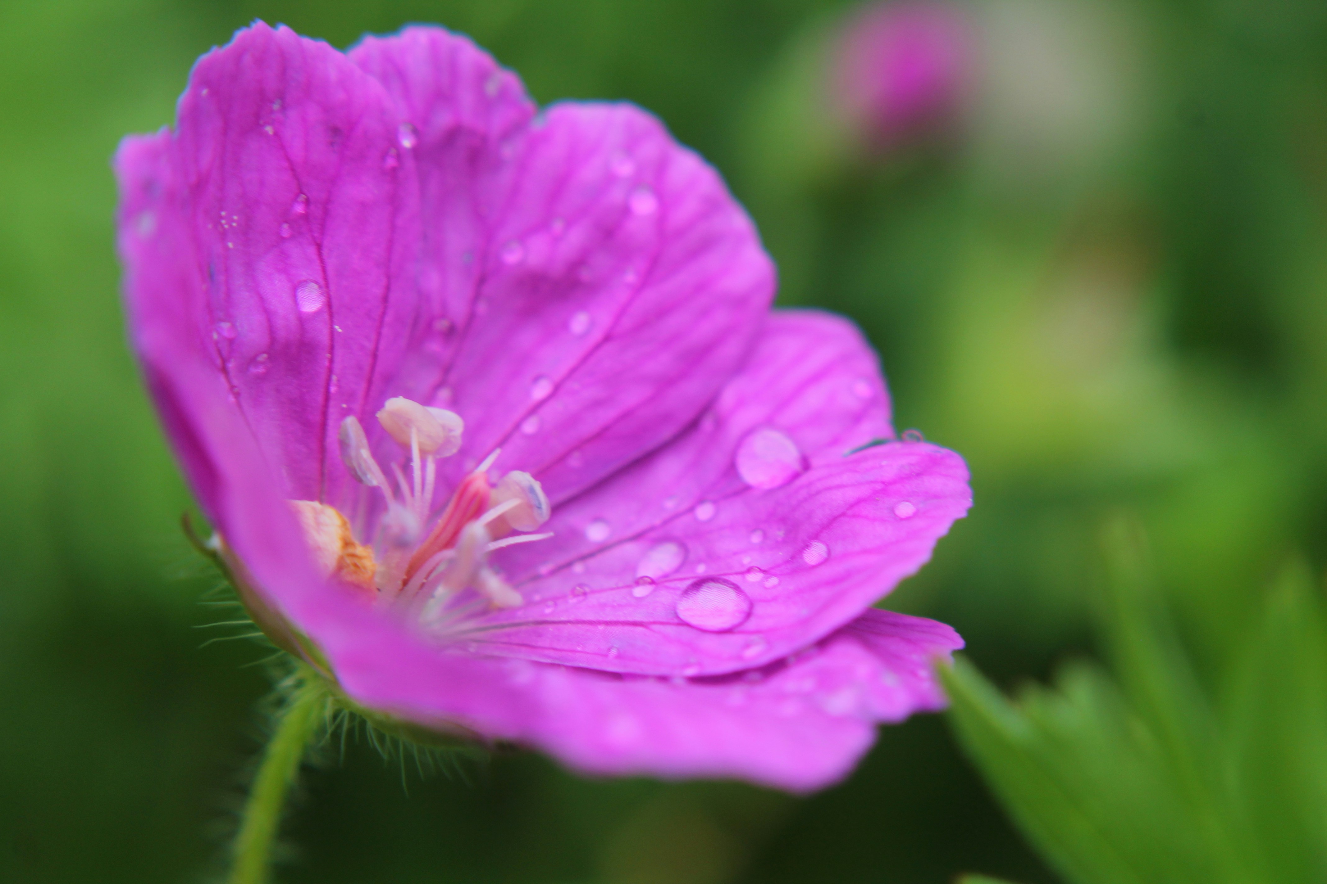 Pink Petal Close-Up: Dewy Texture in a Quiet Garden