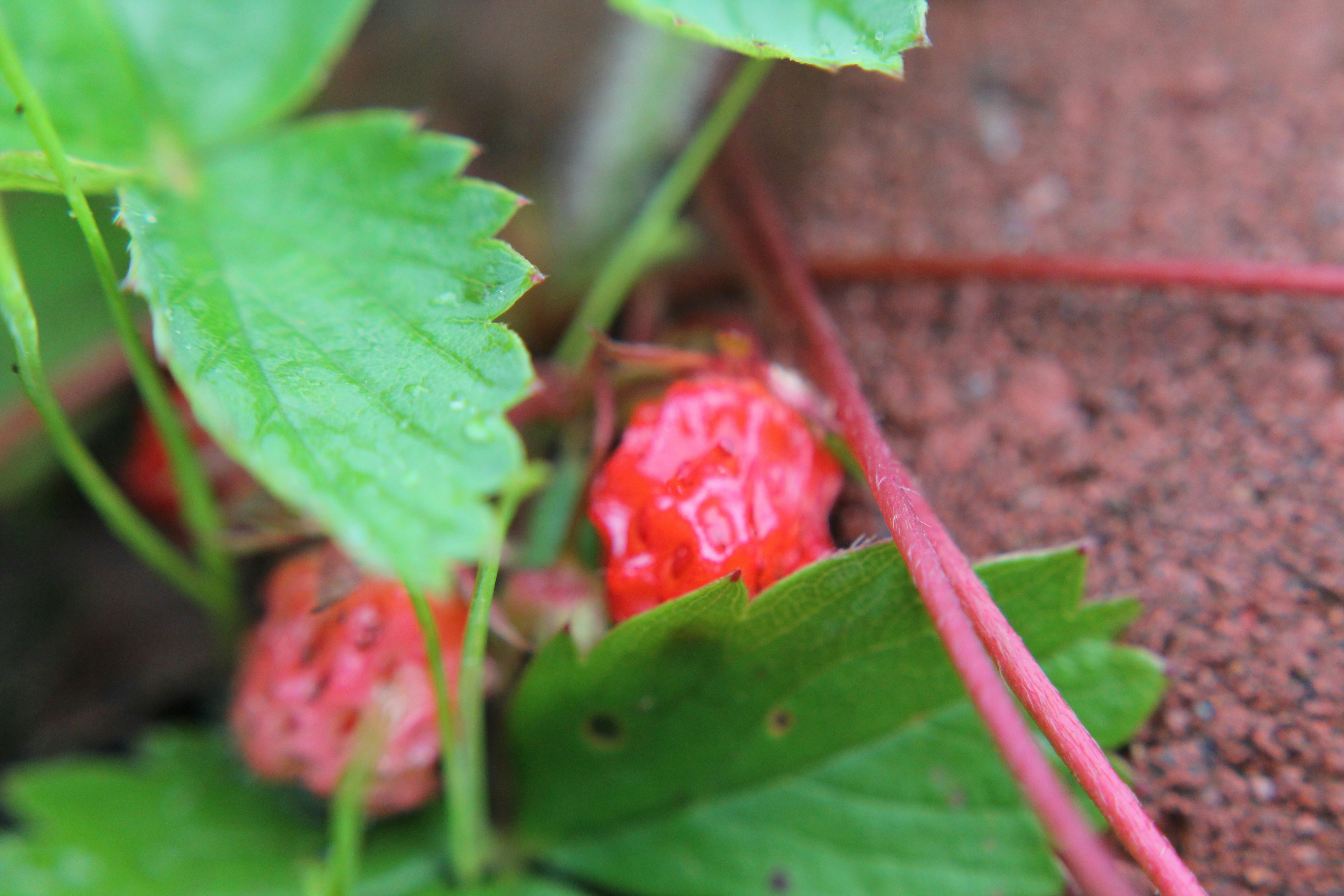 Red Raspberry Under Glassy Leaves