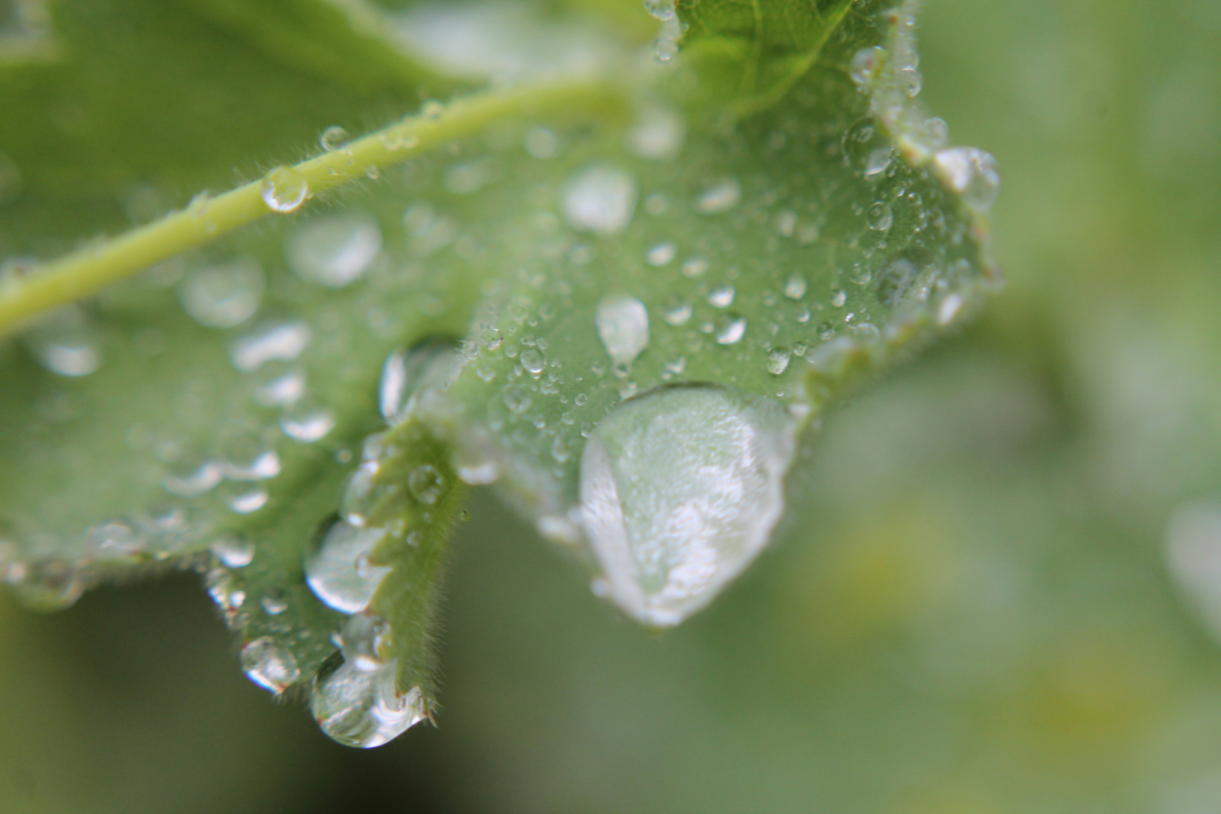 Dew-kissed Leaf and Vein in Soft Morning Light