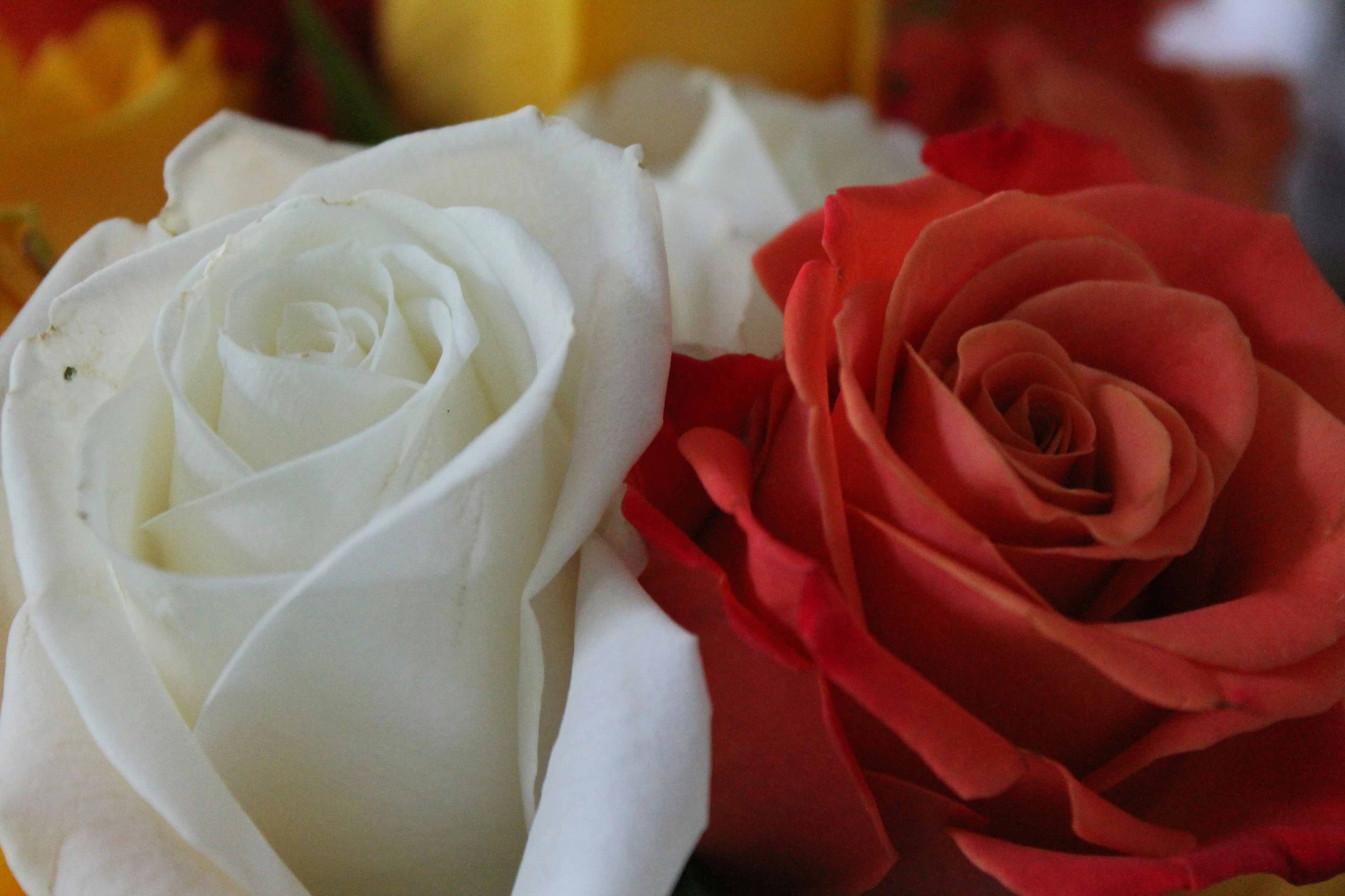 Twin Roses in Full Color: White and Crimson Blossoms Close-Up