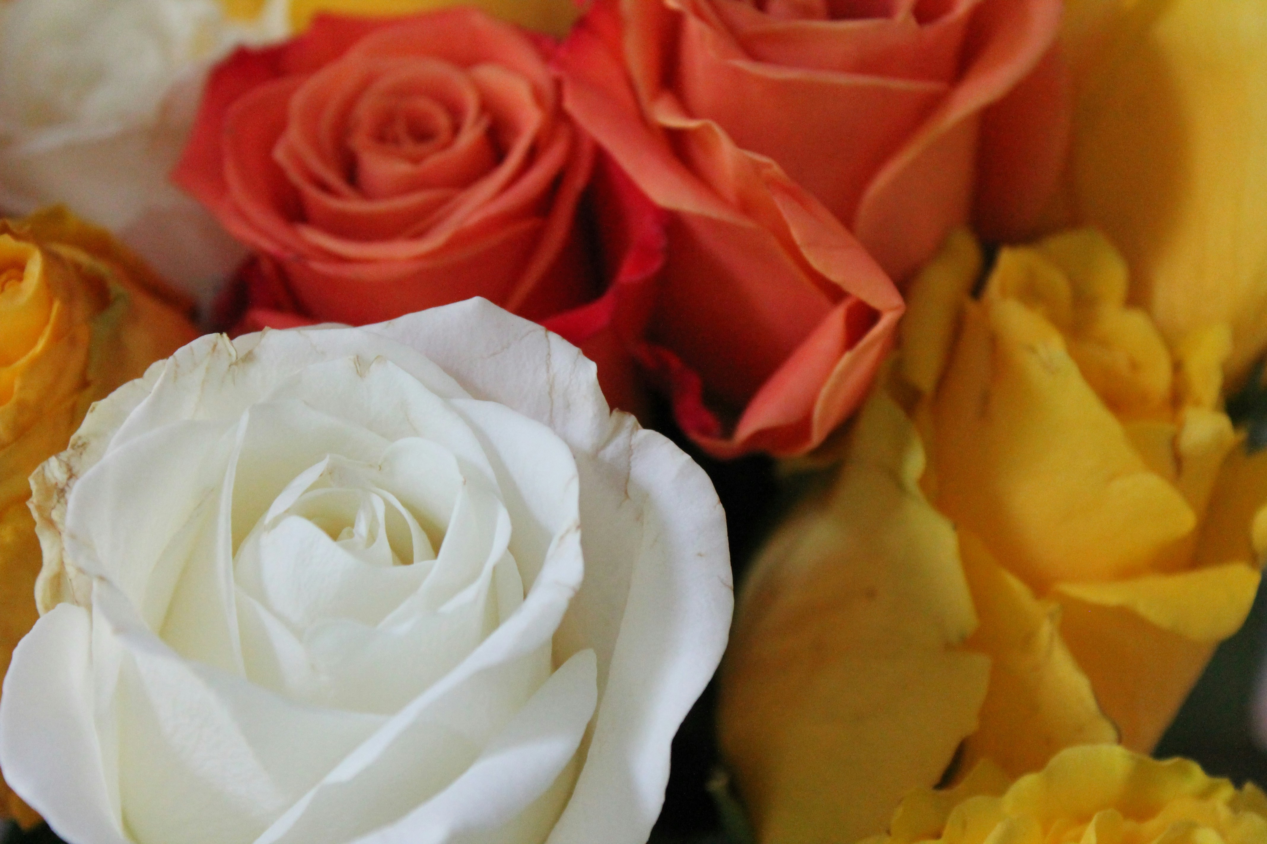 White Rose in a Burst of Color: A Garden Bouquet Close-Up