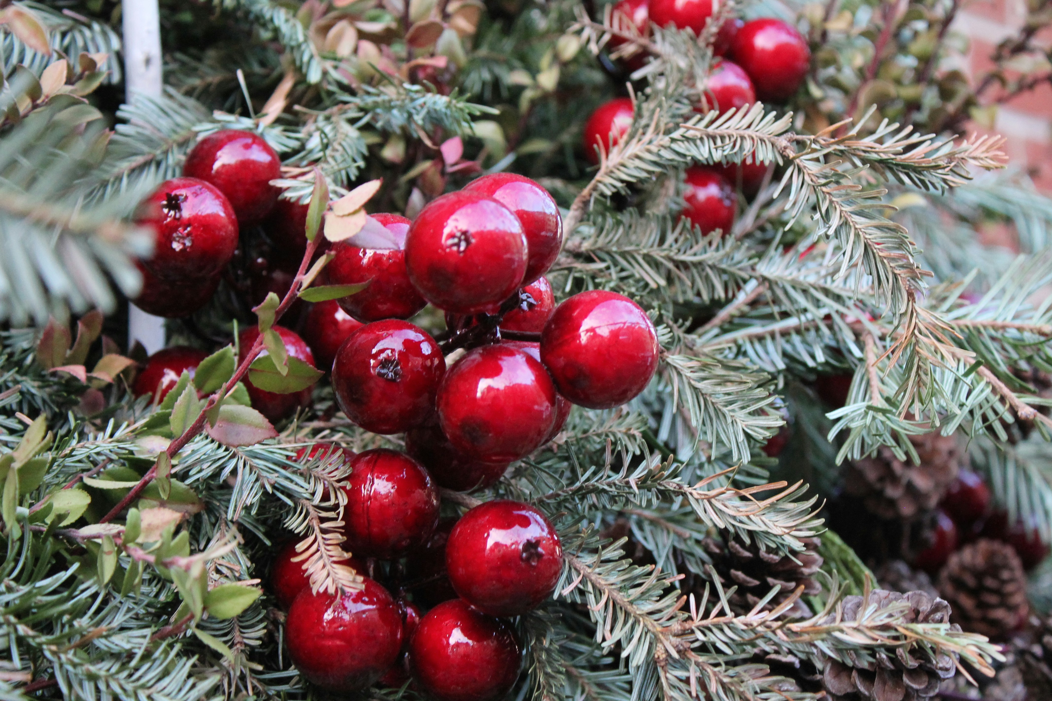 Crimson Boughs: A Close Encounter with January Red