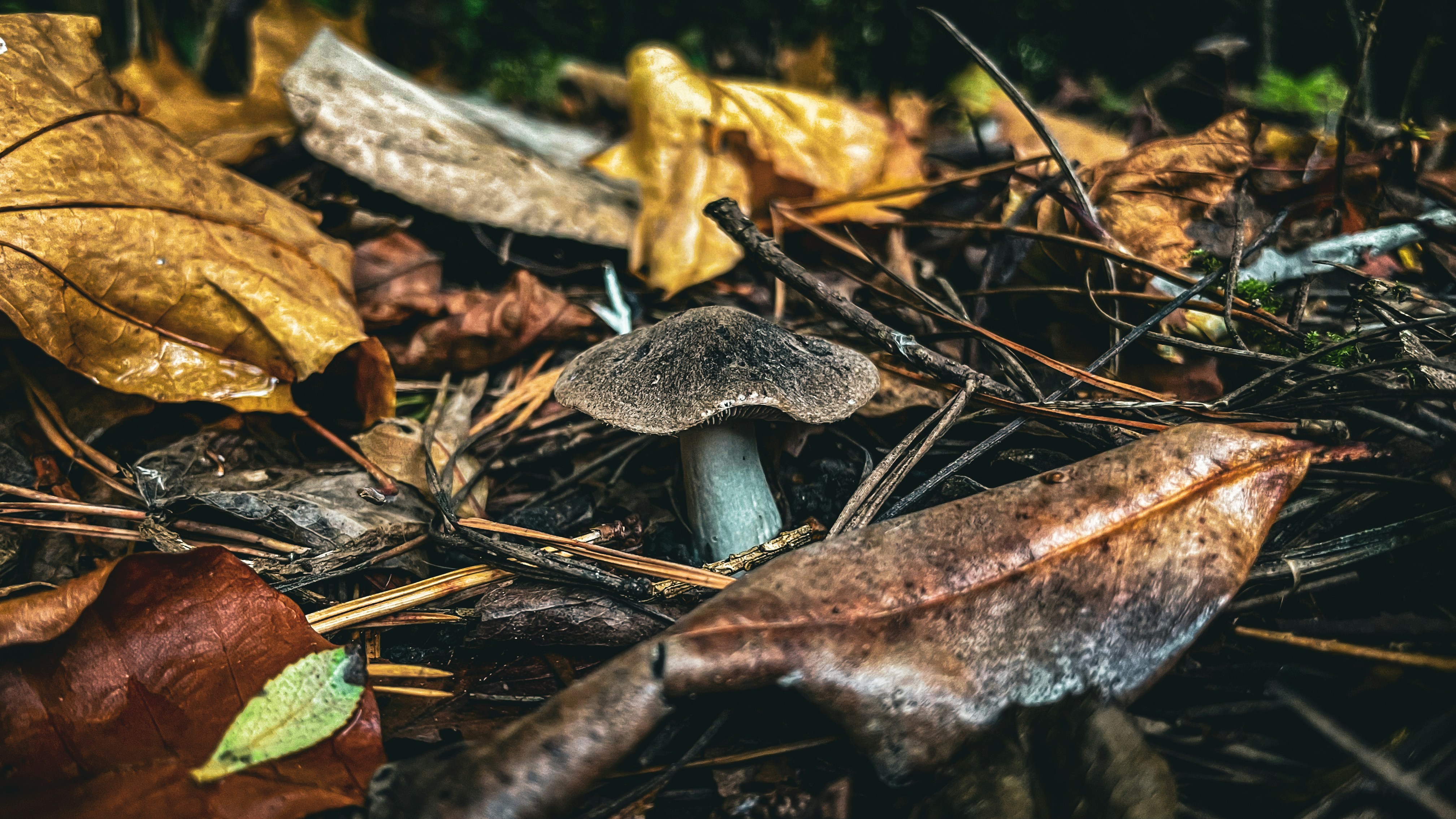 Forest Floor Spotlight: A lone mushroom anchors a bed of fallen leaves