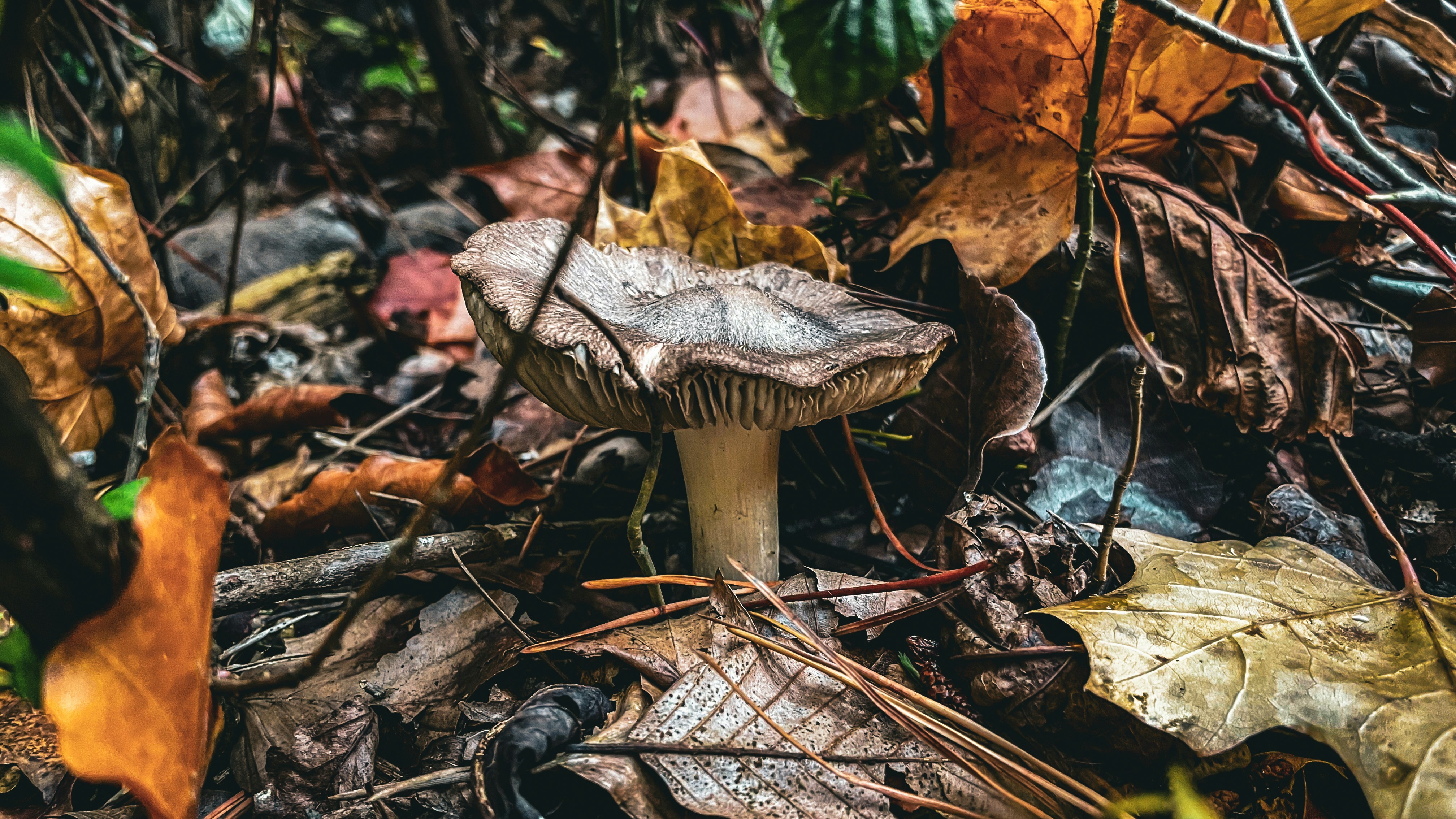Mushroom Beacon in a Layered Fall Bed
