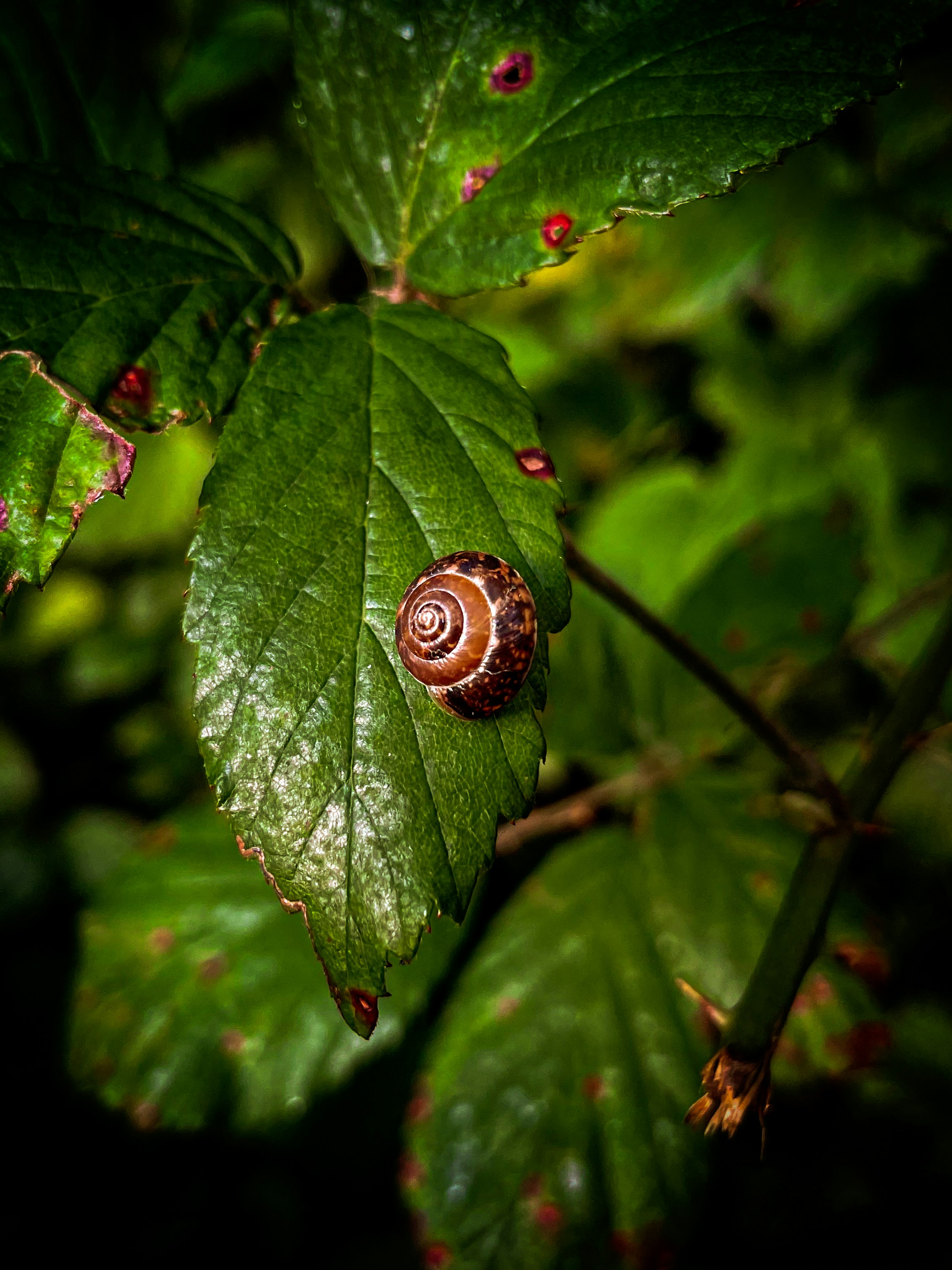 Close-up of a small snail with a spiraled shell perched on a glossy green leaf, surrounded by blurred foliage.