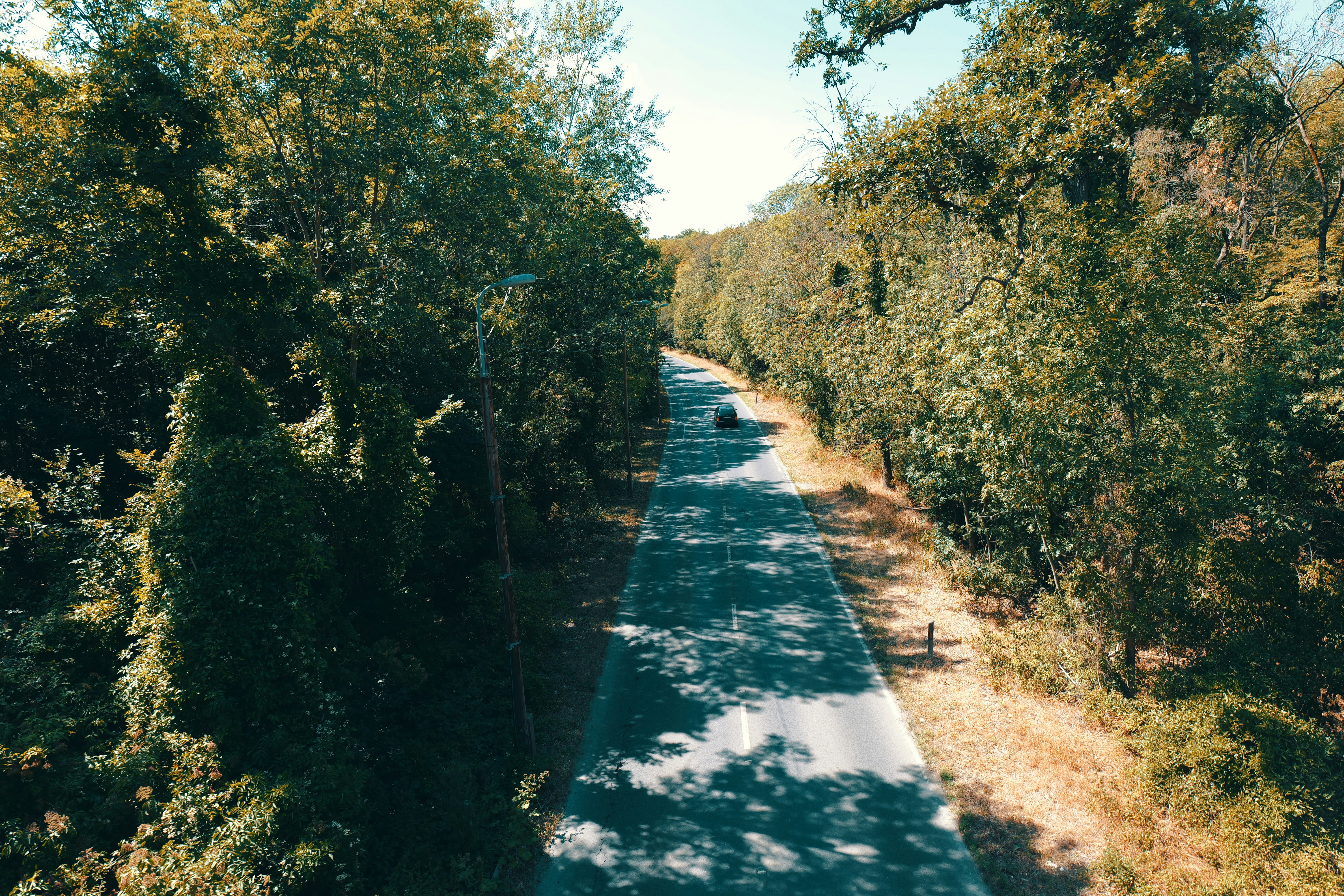 Aerial Greenway: Sunlit Road Through Canopy