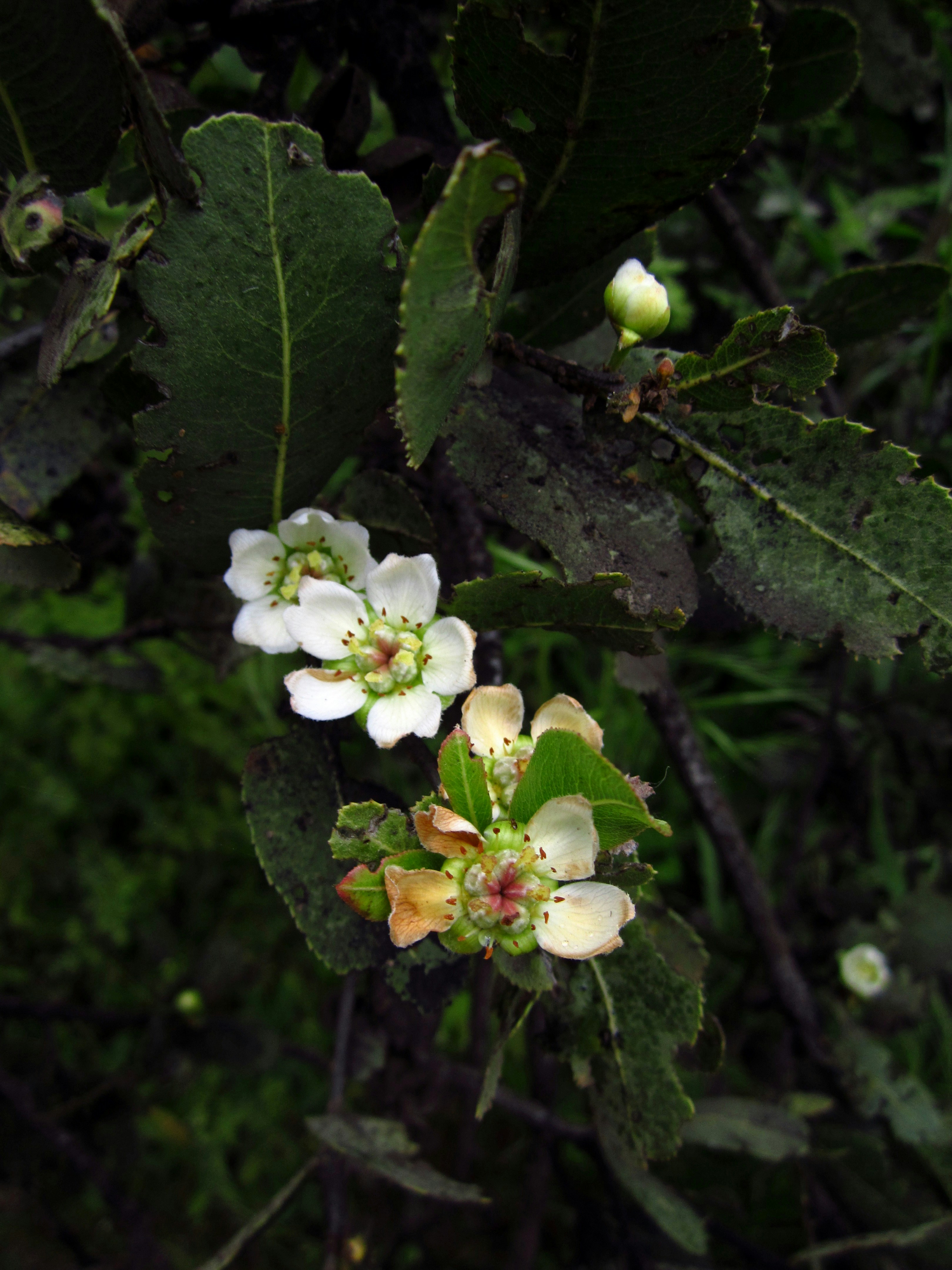 White-blossom cluster on a dark-leaved shrub appears in soft spotlight