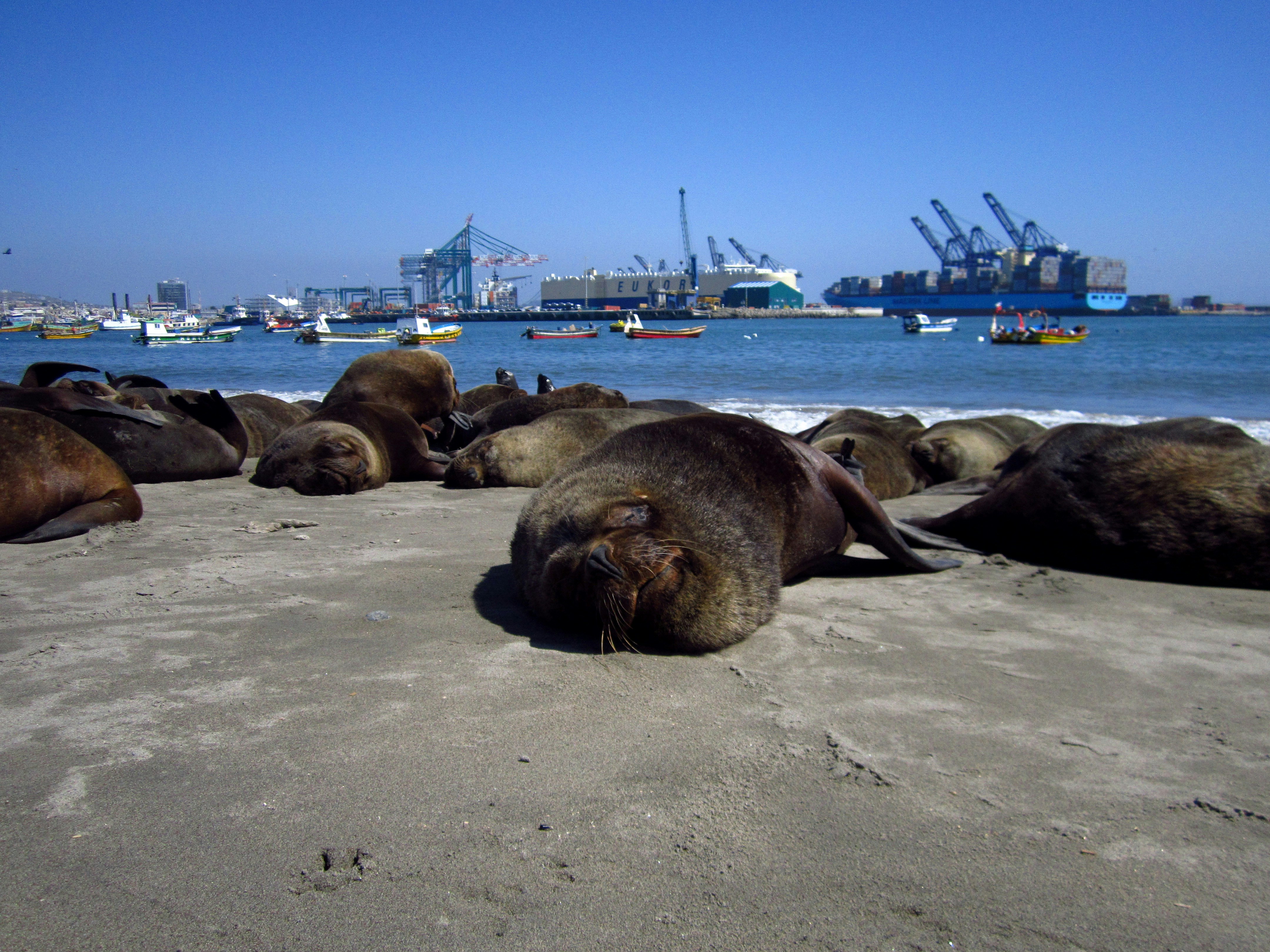 Sea Lions at Rest: Harbor Dusk on a Busy Waterfront