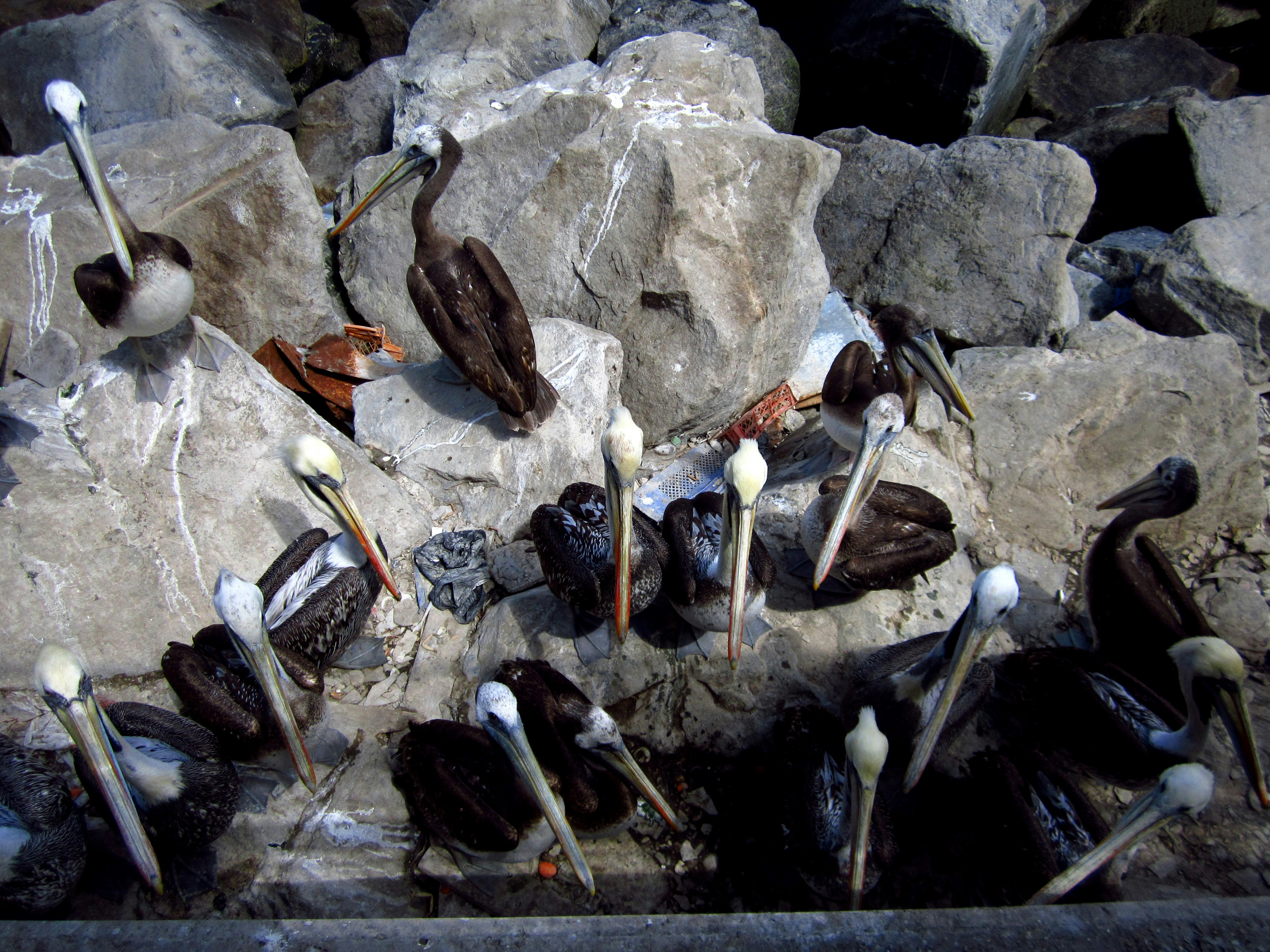 Group of pelicans perched on rocky ledge with dark plumage and pale beaks, clustering along crevices by the water’s edge. A muted, natural scene showing their resting posture and their rugged habitat.