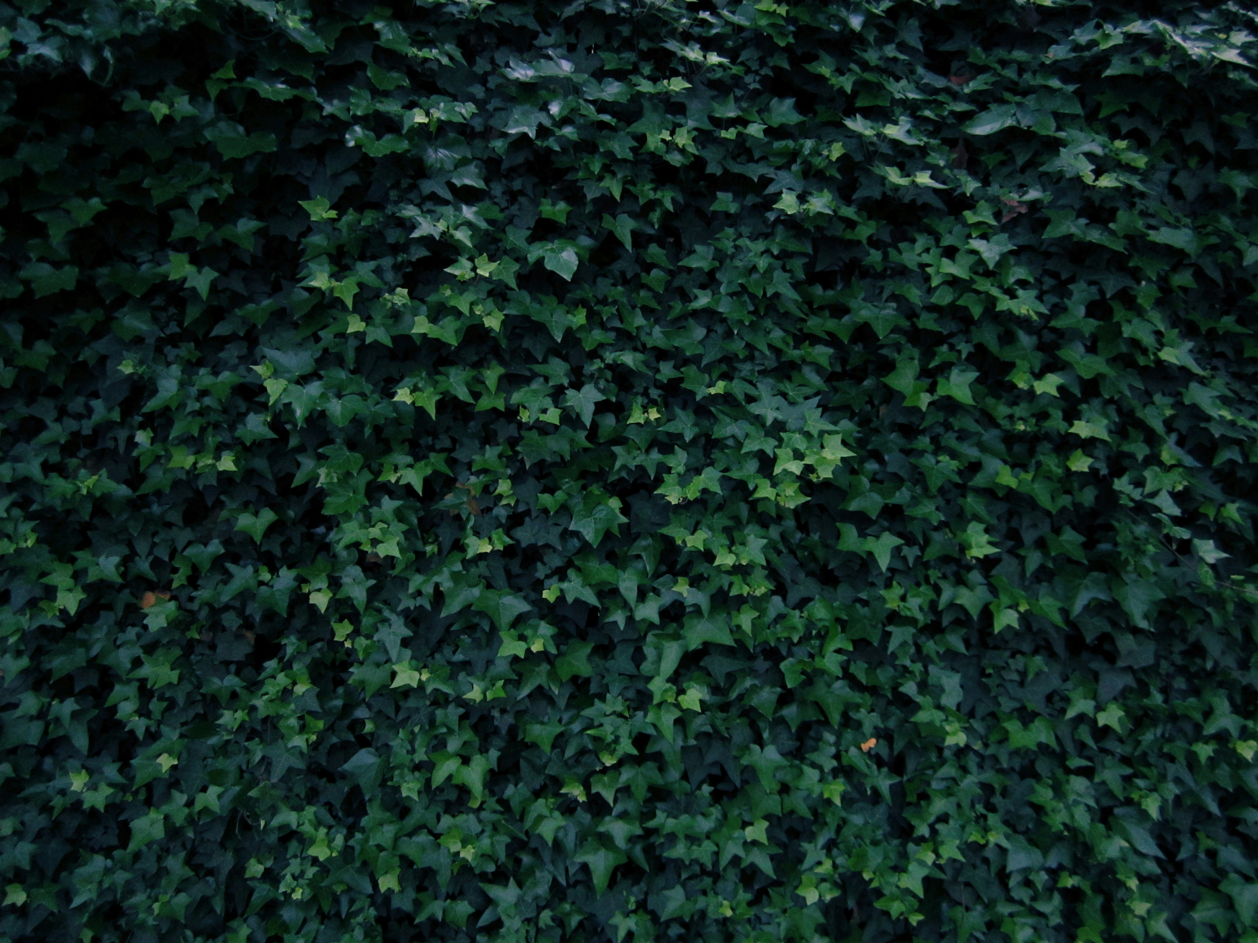 Dense green ivy covers a dark surface, creating a textured, natural wall with varying leaf tones and depth.