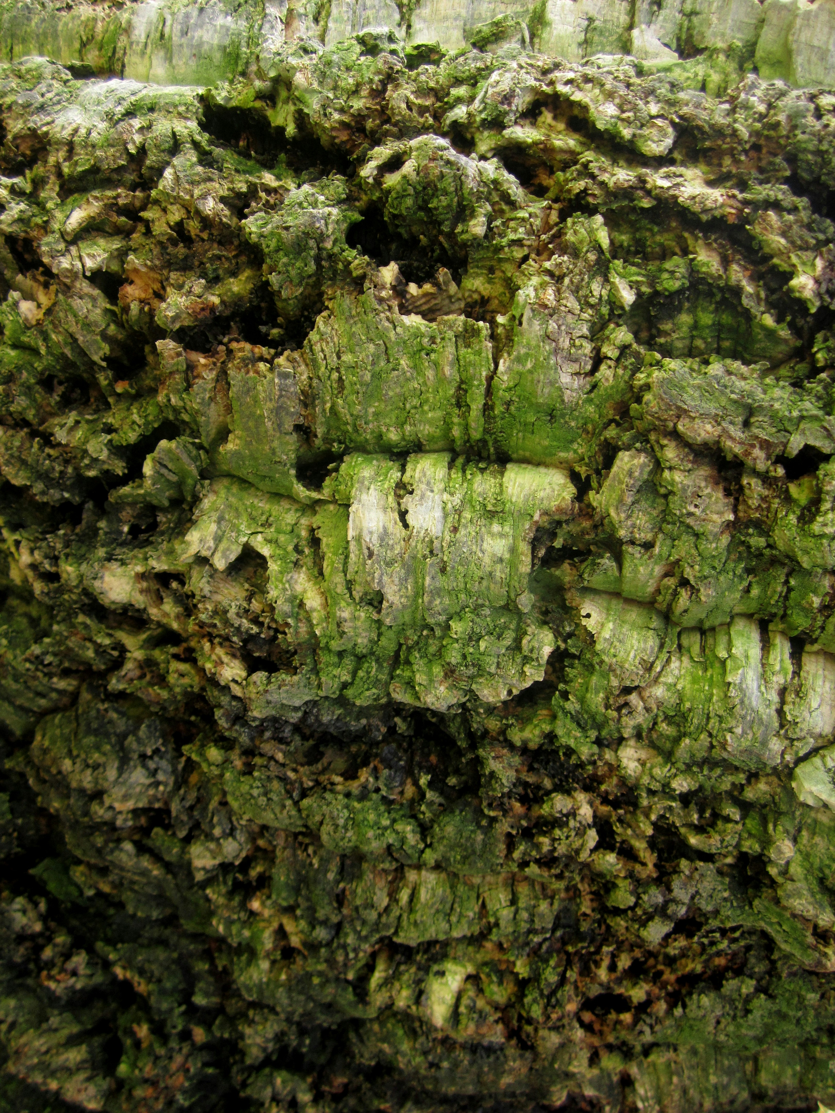 Rugged tree bark with green moss and deep crevices, capturing the aged texture and organic patterns of weathered wood. The image focuses on surface detail rather than a central subject.