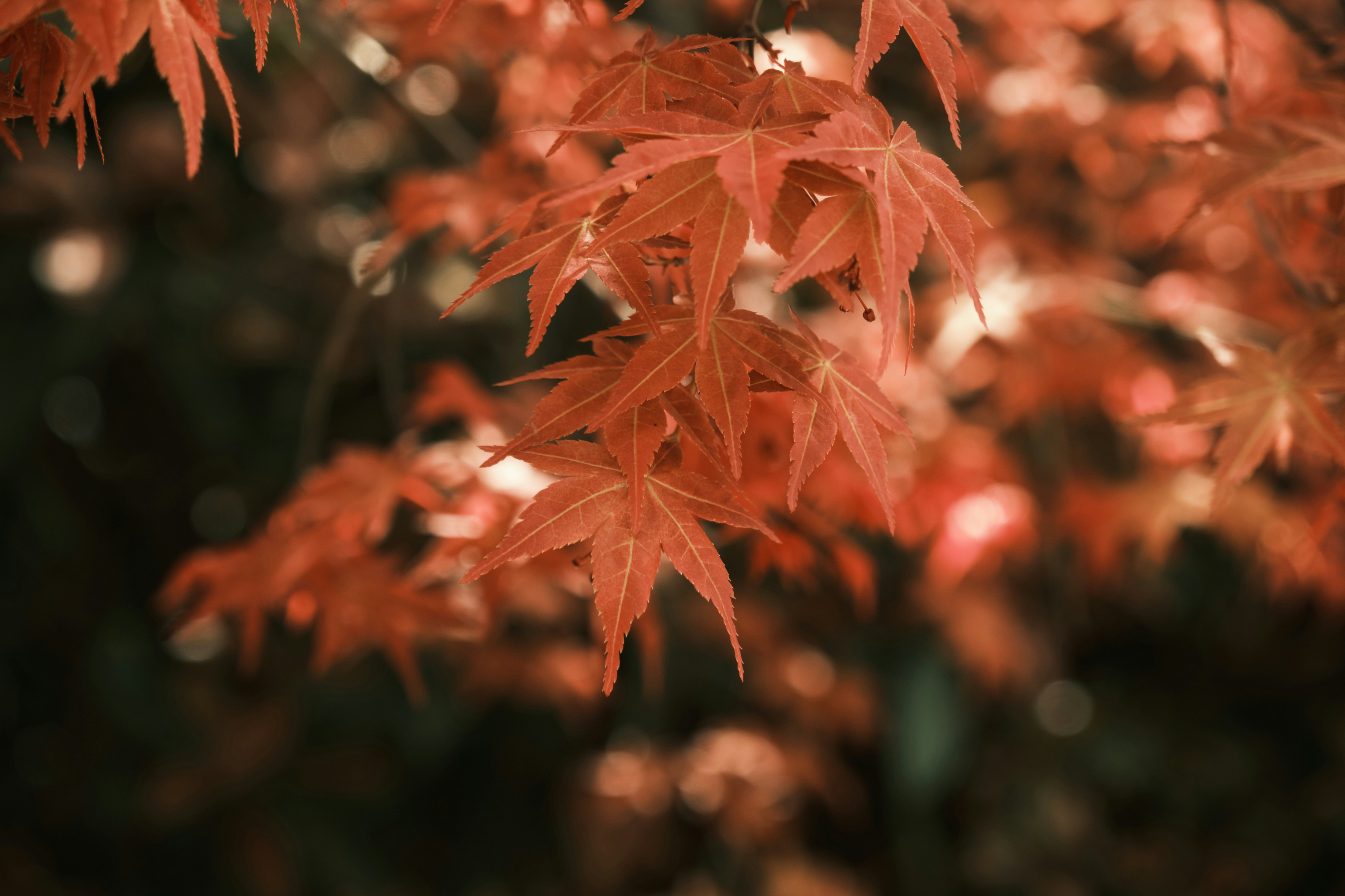 Crimson Maple Fronds in Soft Autumn Blur