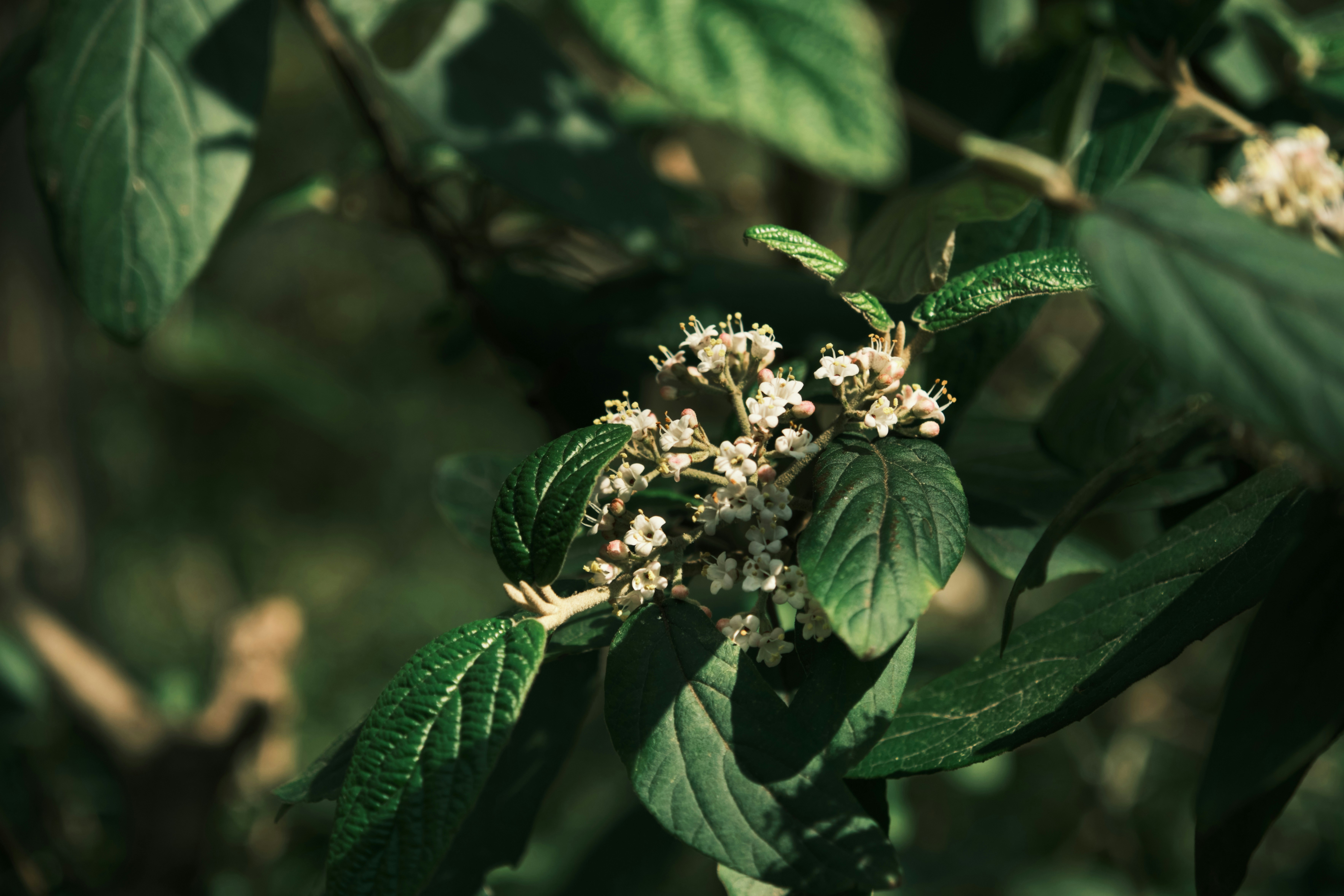 Blooming White Clusters Against Dark Green Leafy Backdrop