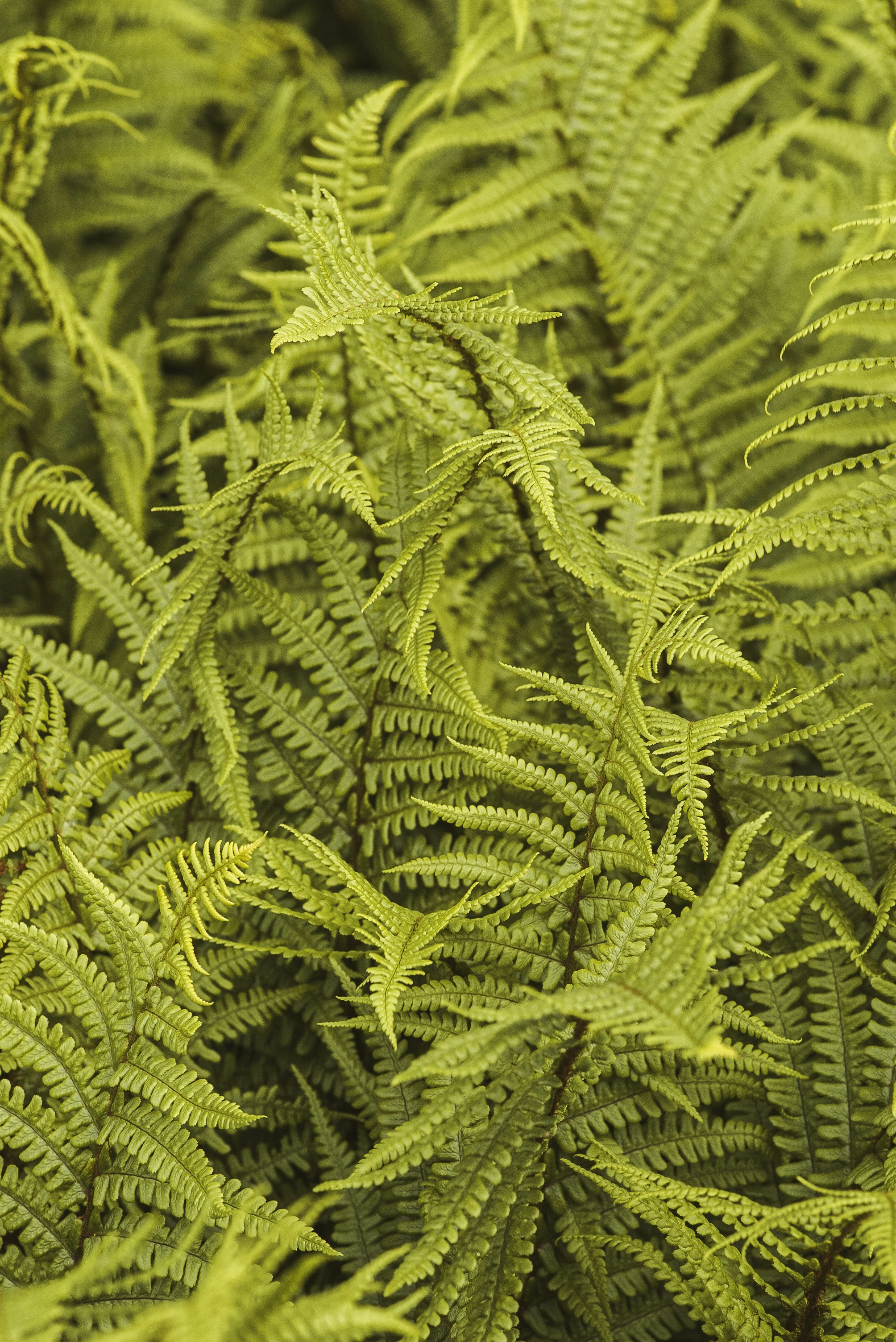 Verdant Fern Tangle: A Close-Up of Sunlit Fronds