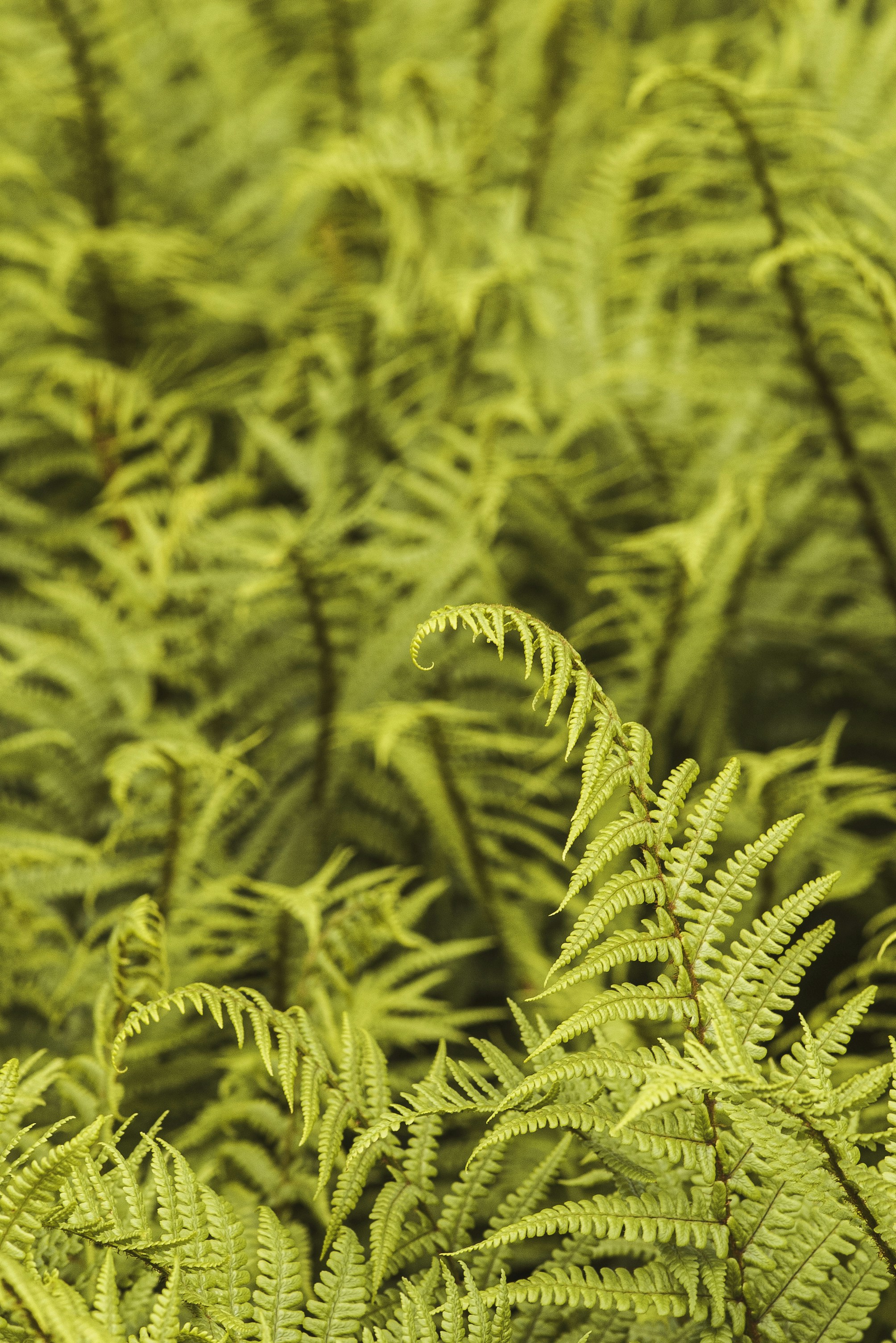 Fern Spiral: A Close-Up in Golden Light