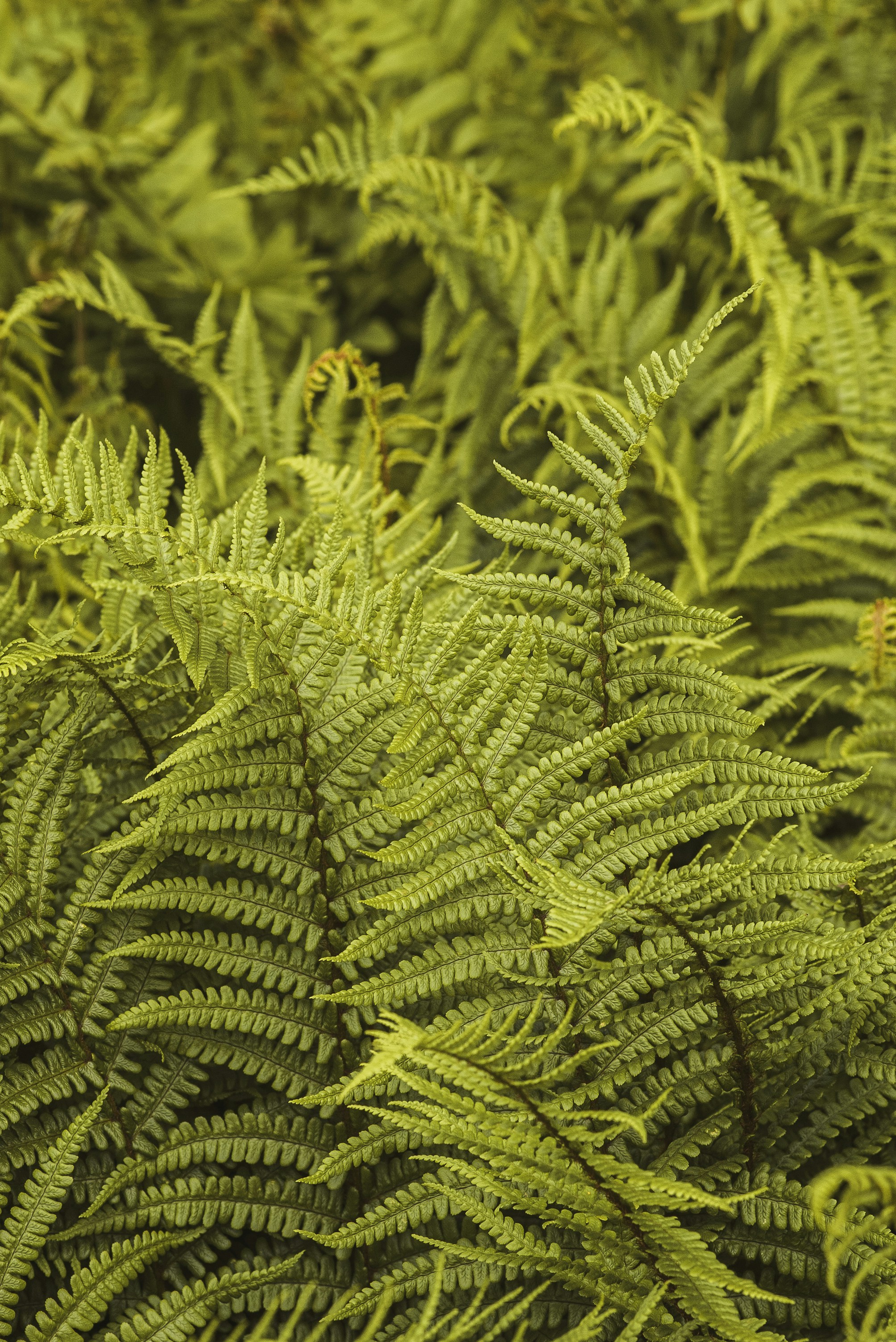 Verdant Echo: Fern Fronds in Quiet Light