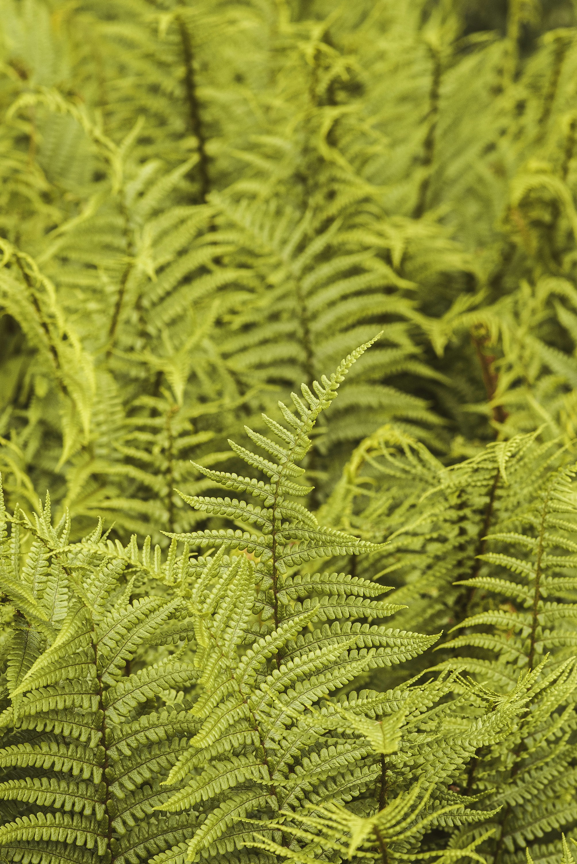 Lush Fern Microcosm: Sunlit Fronds in a Quiet Understory