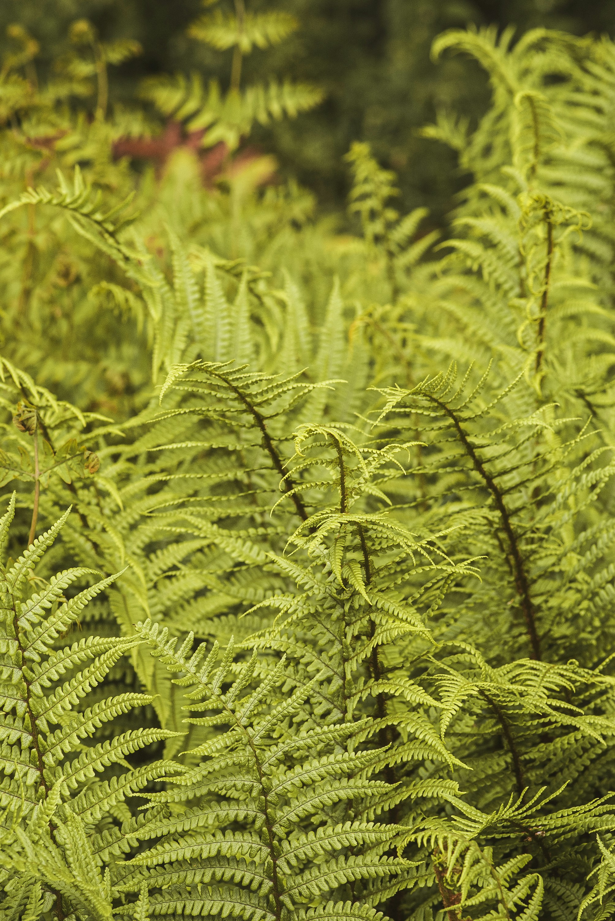 Fronds in Focus: A Fern Under Even Light