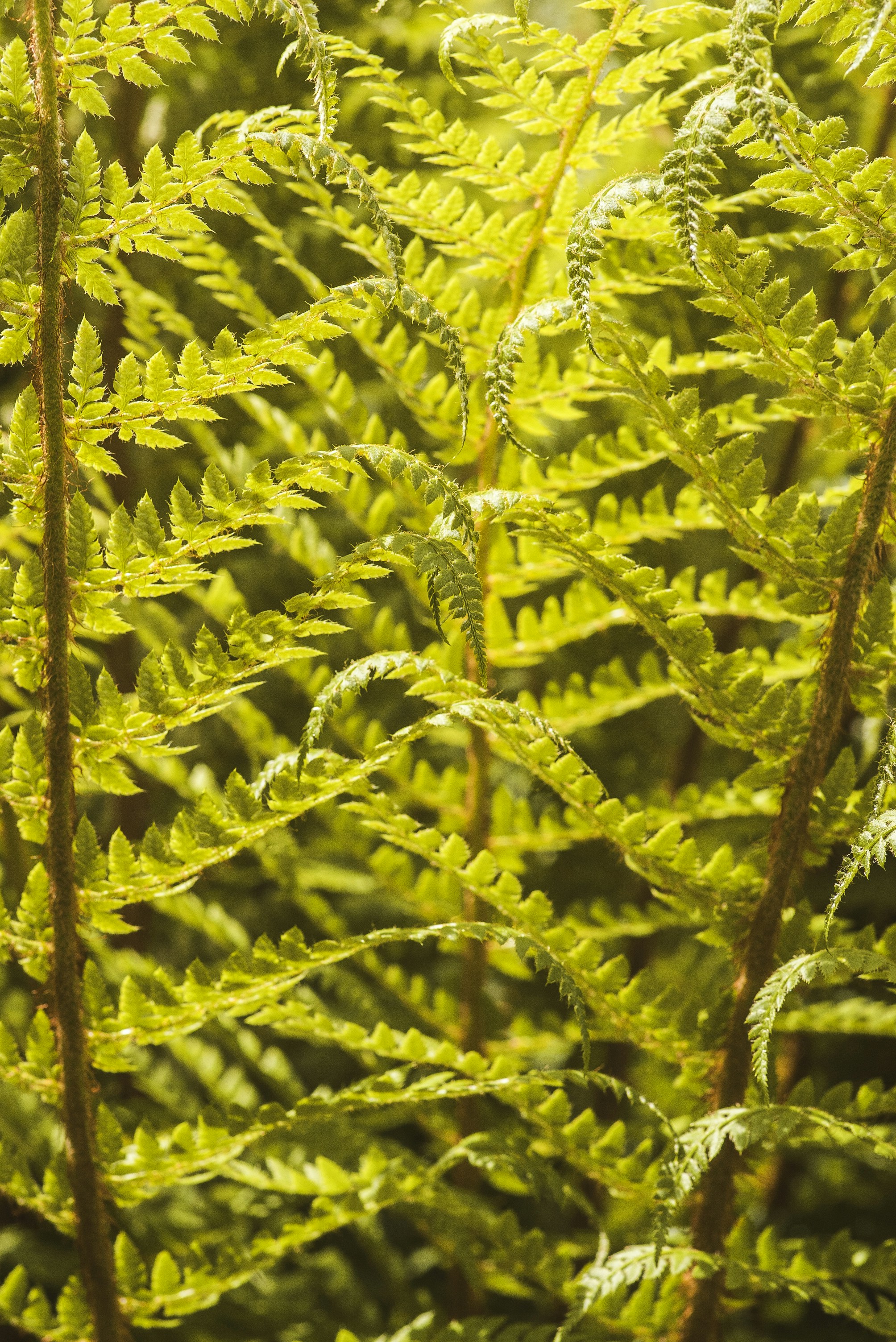 Fronds in Golden Light: Ferns Weave Through Backlit Green