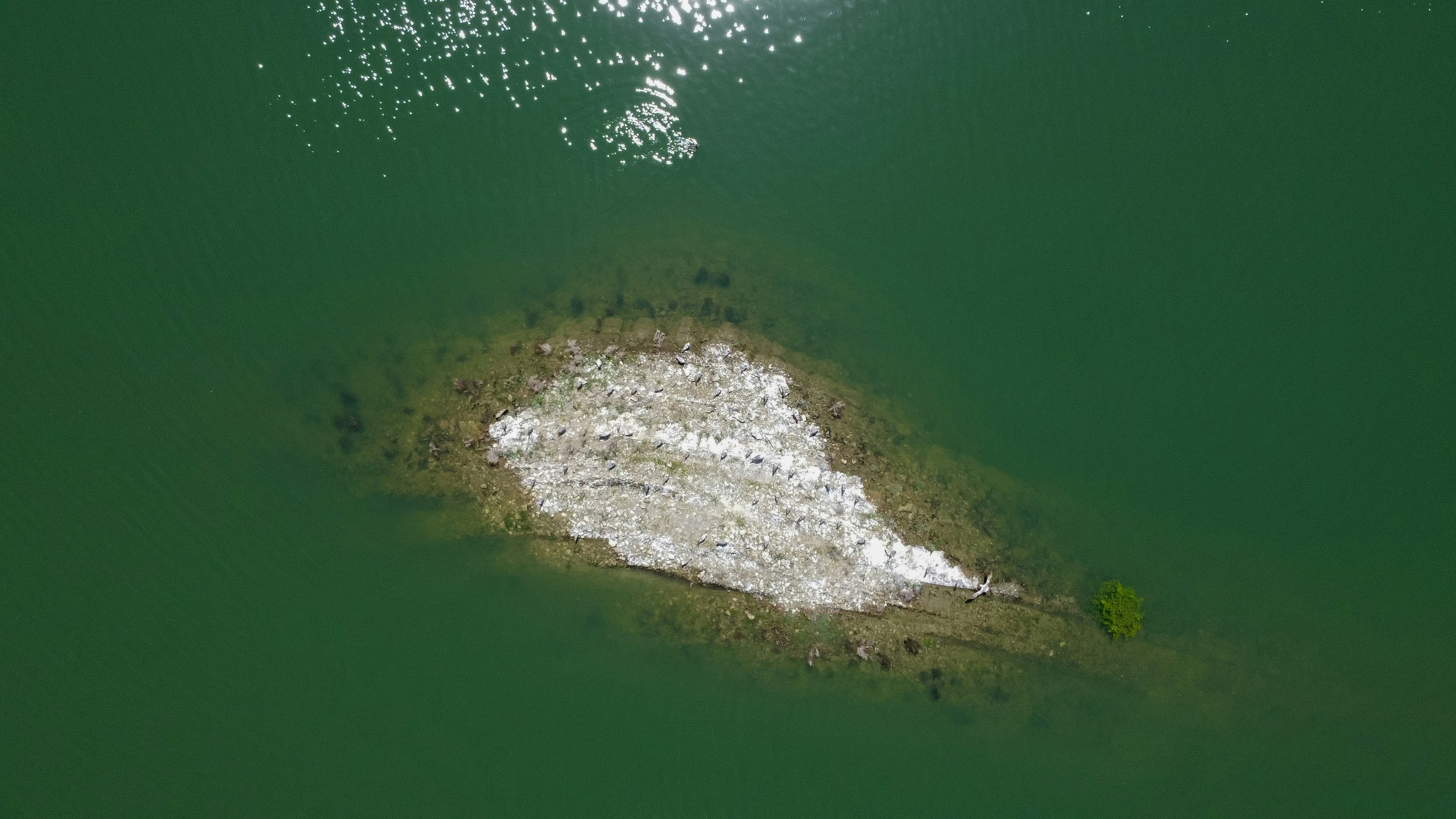 Green Water, White Pebble Island: Aerial Portrait of a Shallow Reef in Light Currents