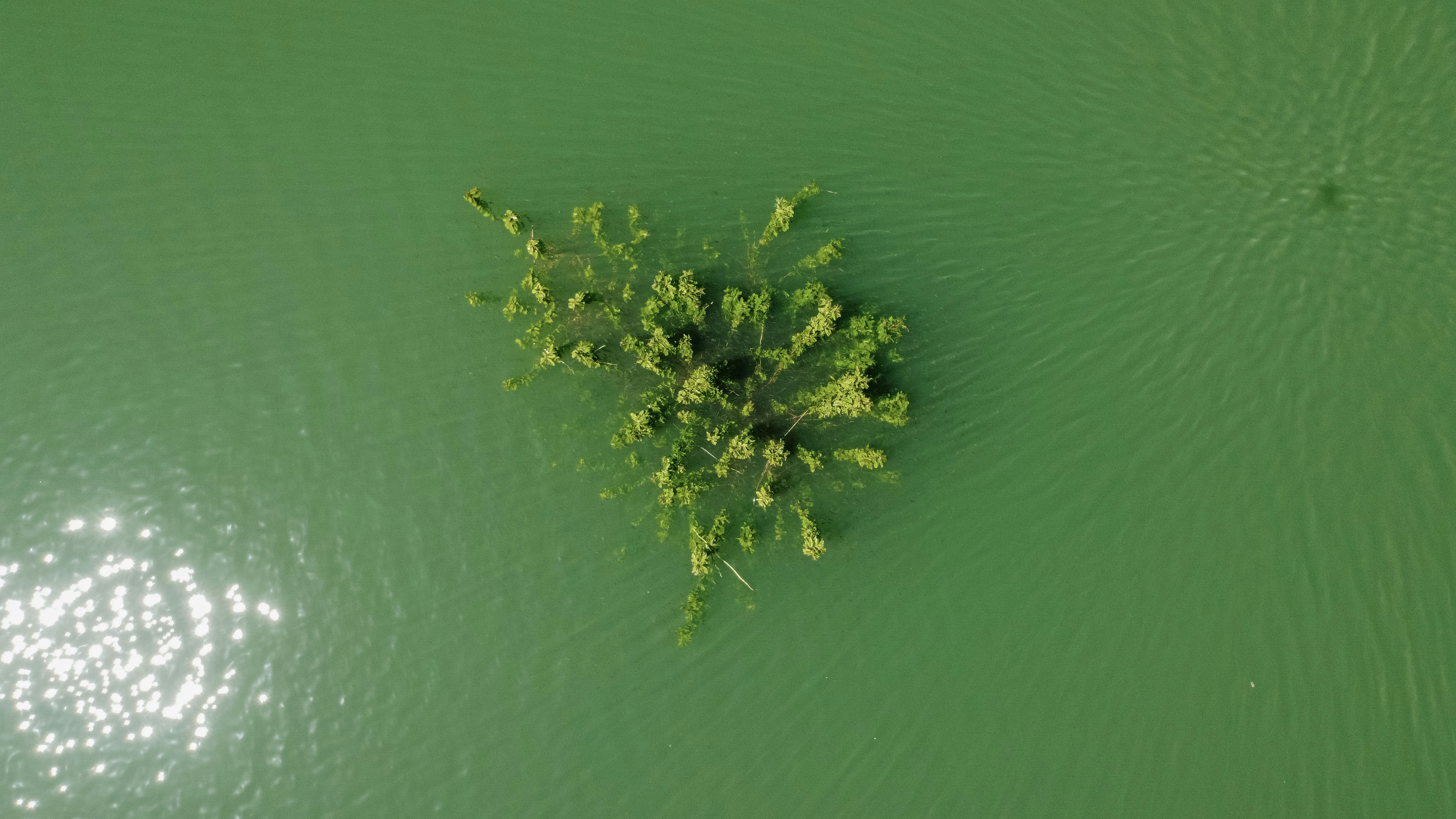 Green Isle in Quiet Blue: Aerial View of a Tree-Colony Oasis