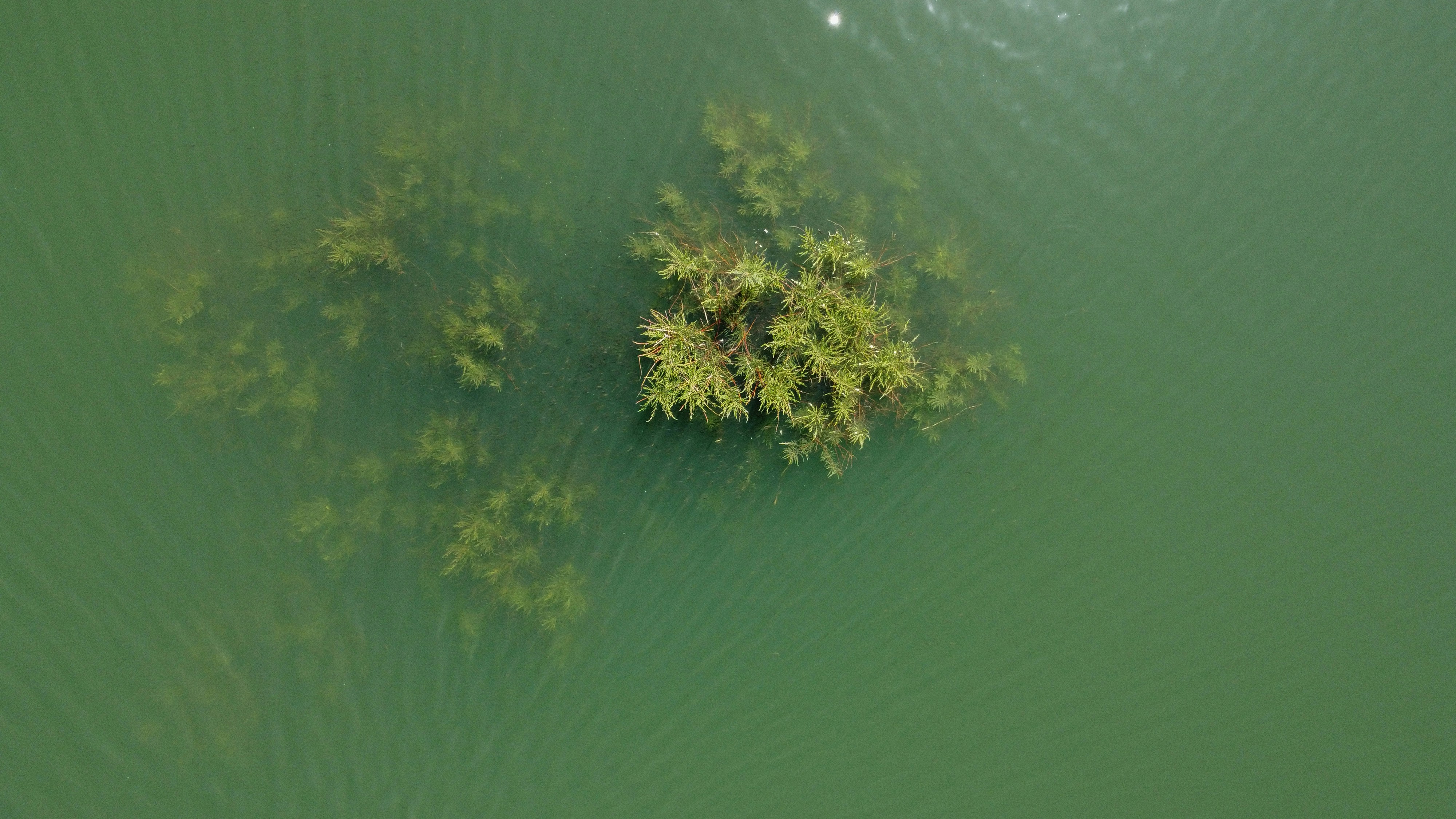 Floating Emerald Islet: A Quiet Drone Encounter