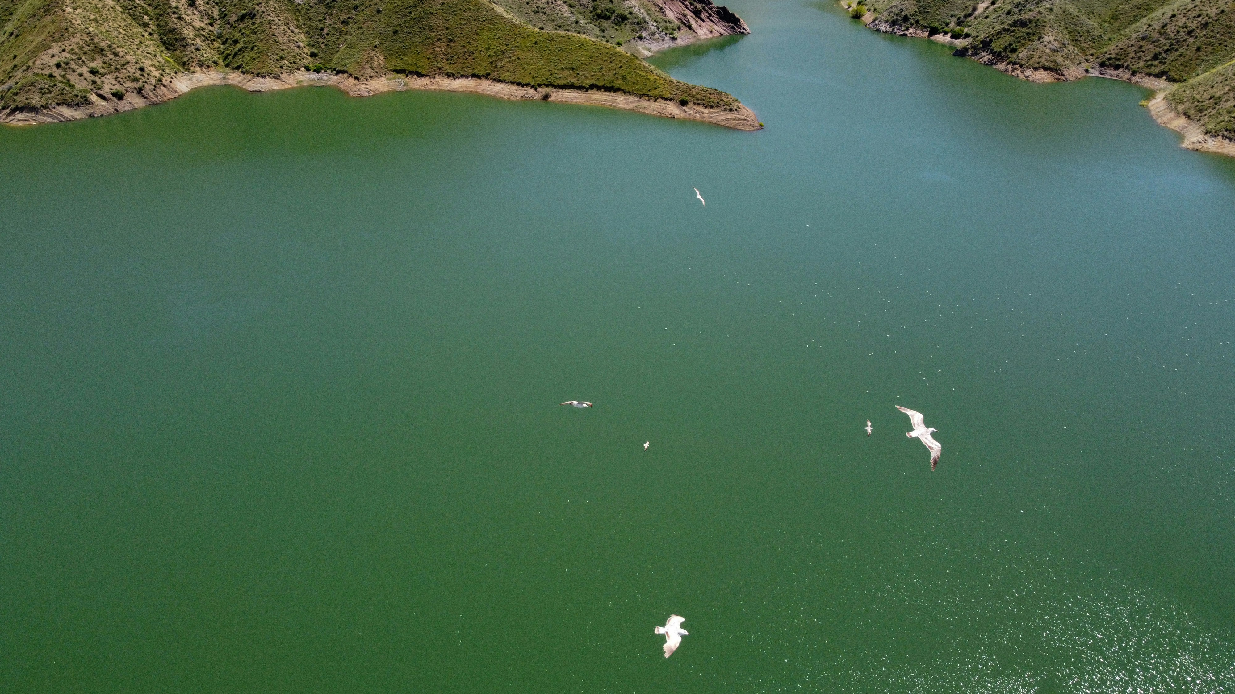 Floating Whispers on a Verdant Reservoir
