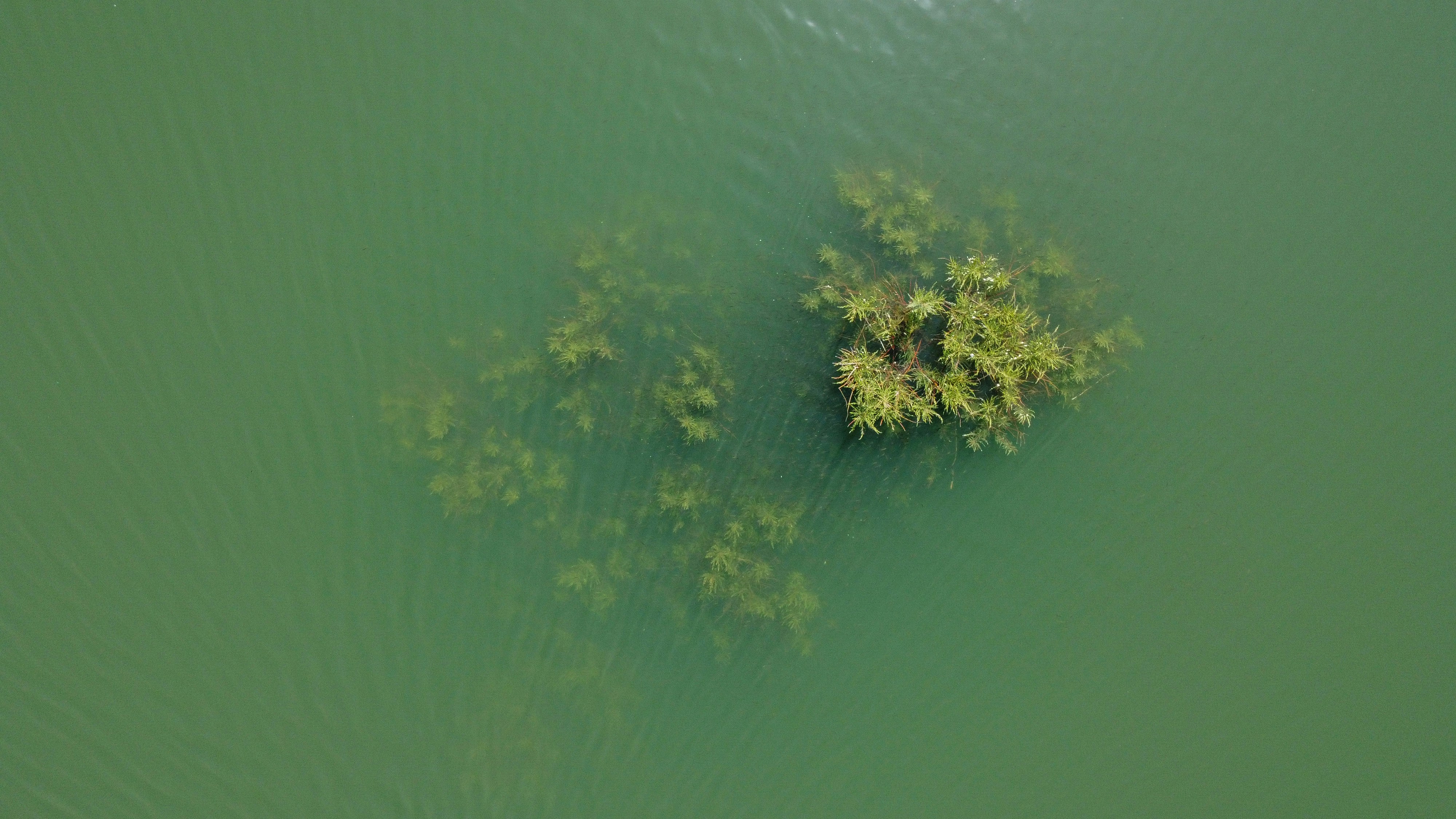 Floating Island: Tree Crown Harbor in Calm Green Water