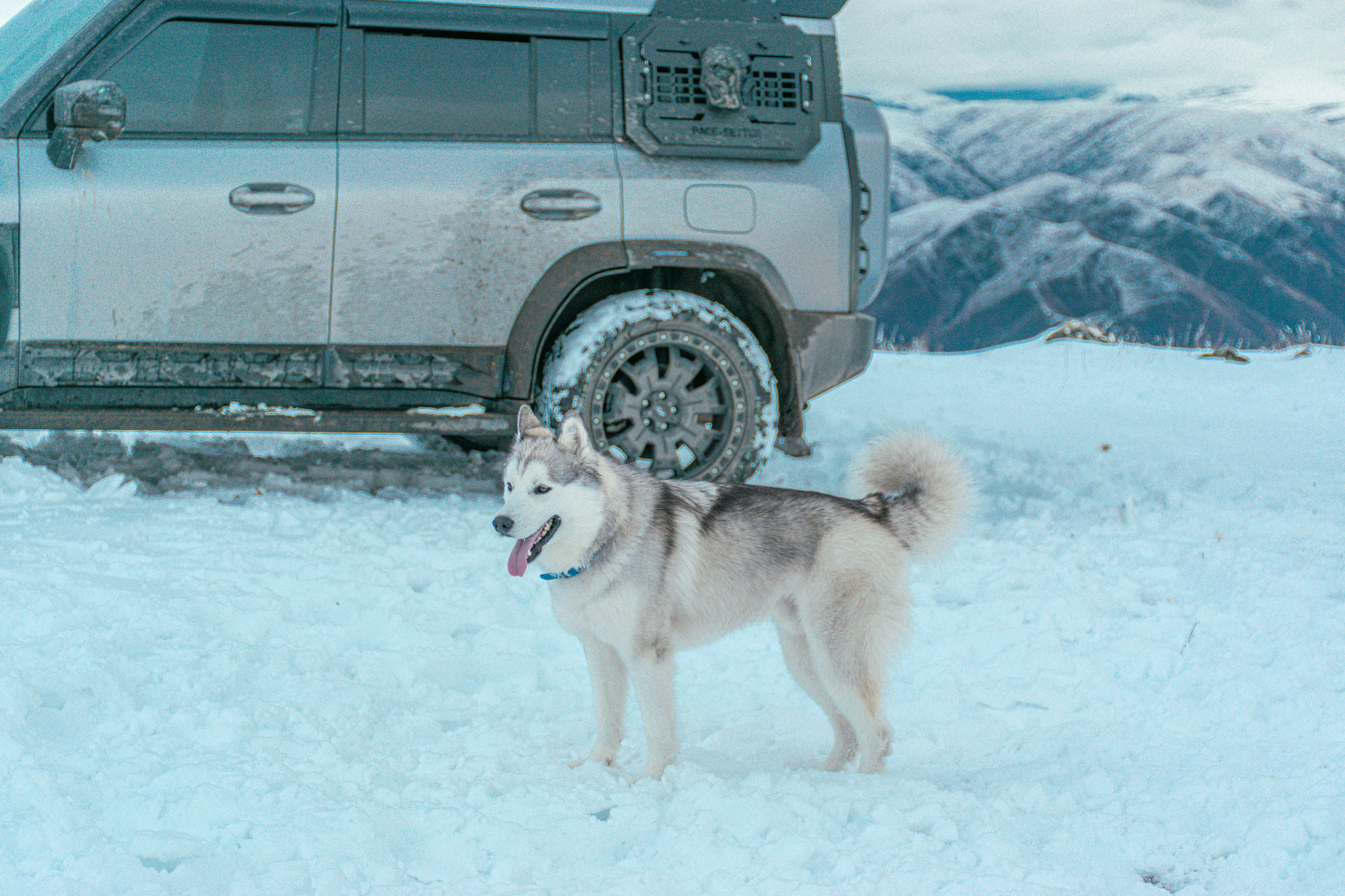 Snowbound Sentinel: Husky Watch by a Rugged SUV