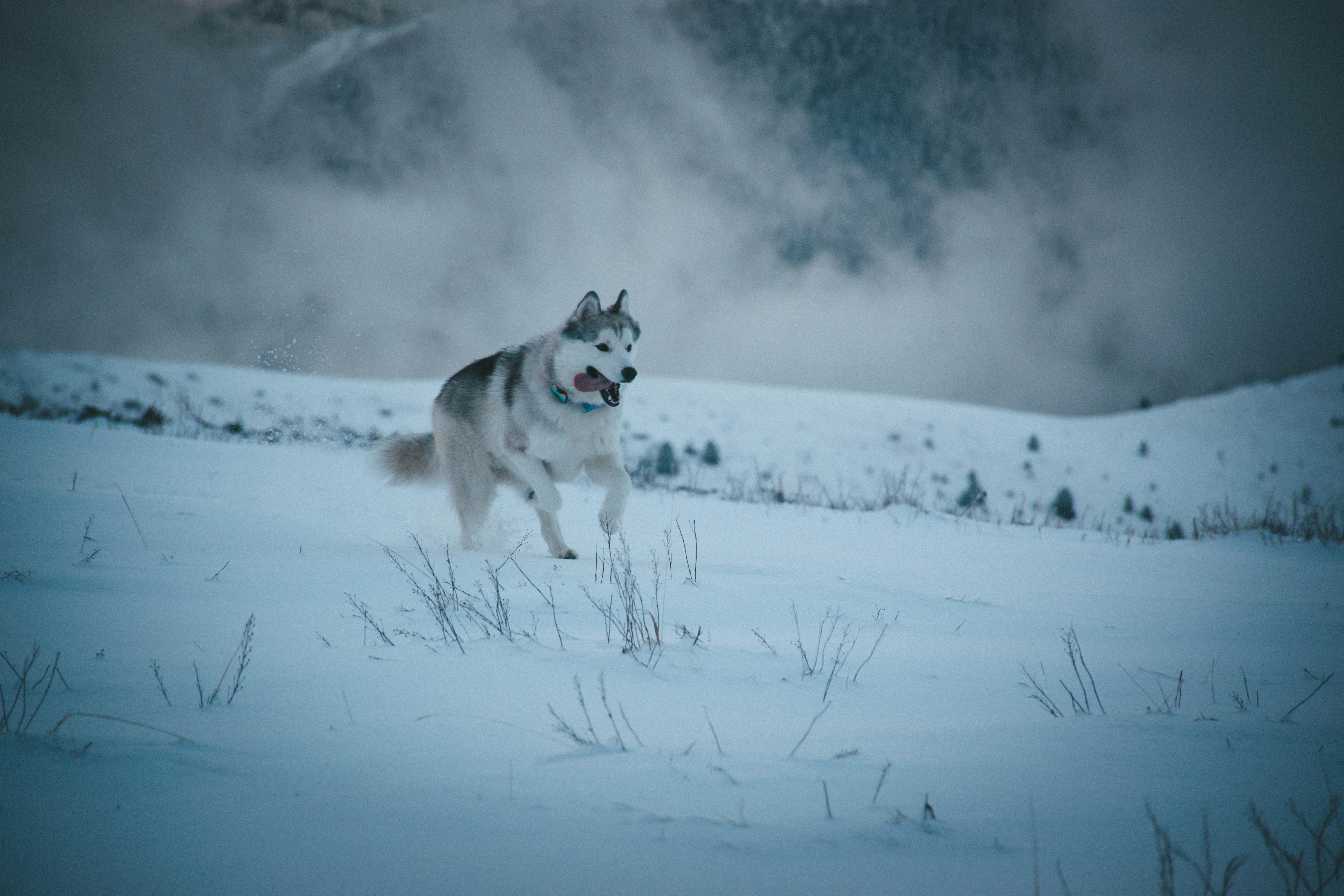 Snowbound Howl: A Husky Breaks Freely Across a Frosted Ridge