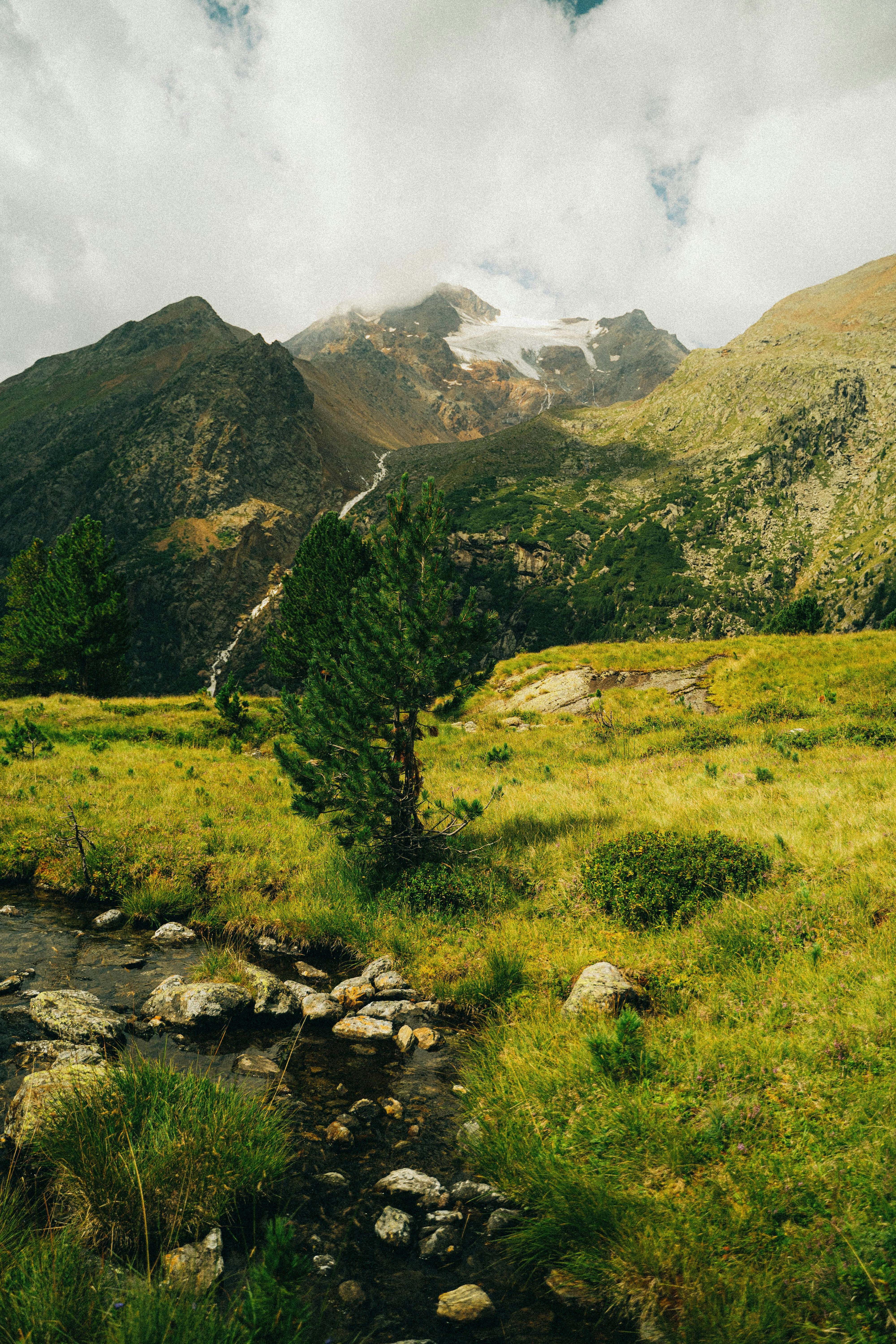 Timberline Cascade: A Lone Pine Beneath Alpine Peaks