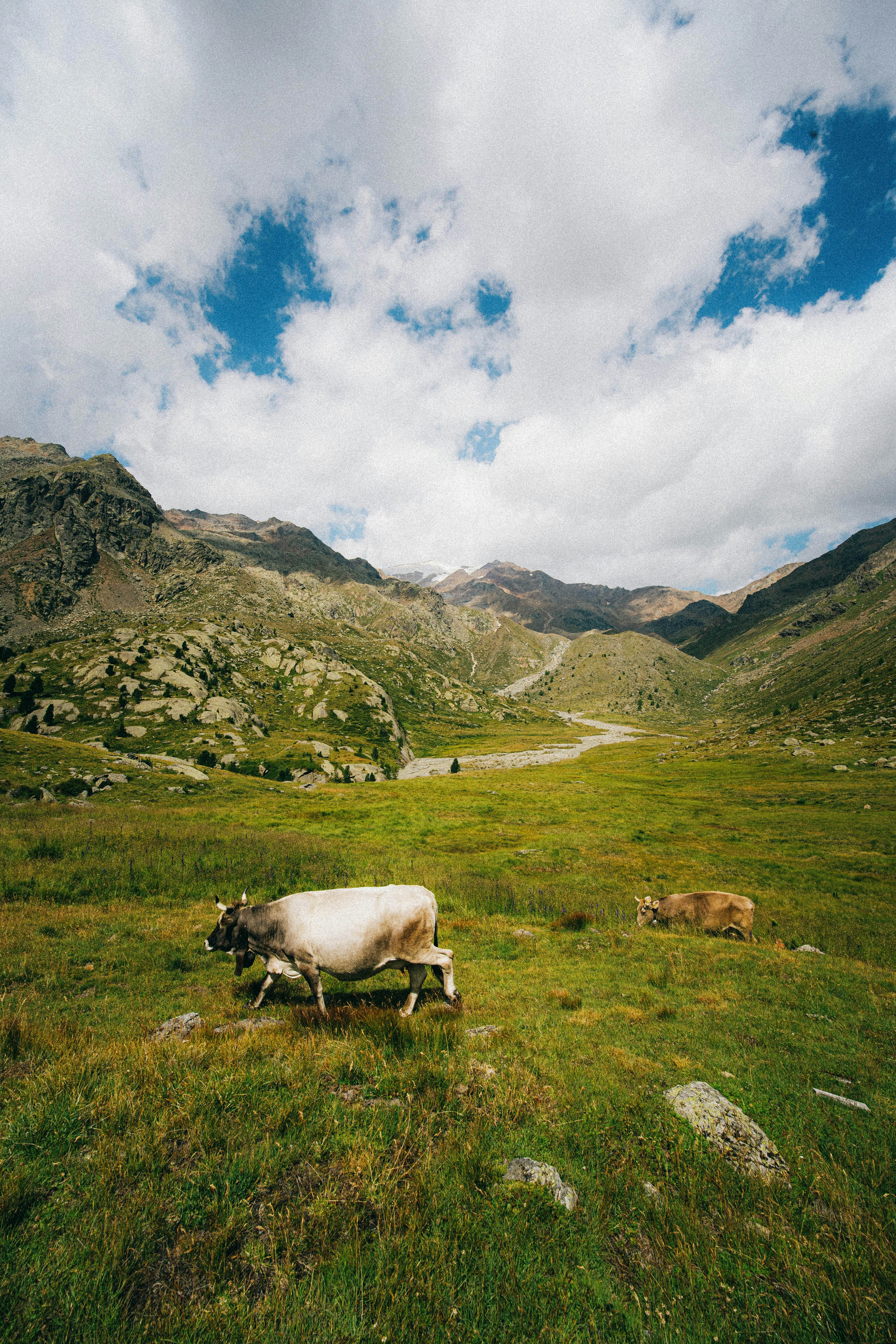Two cows in a green mountain valley with cloudy sky.