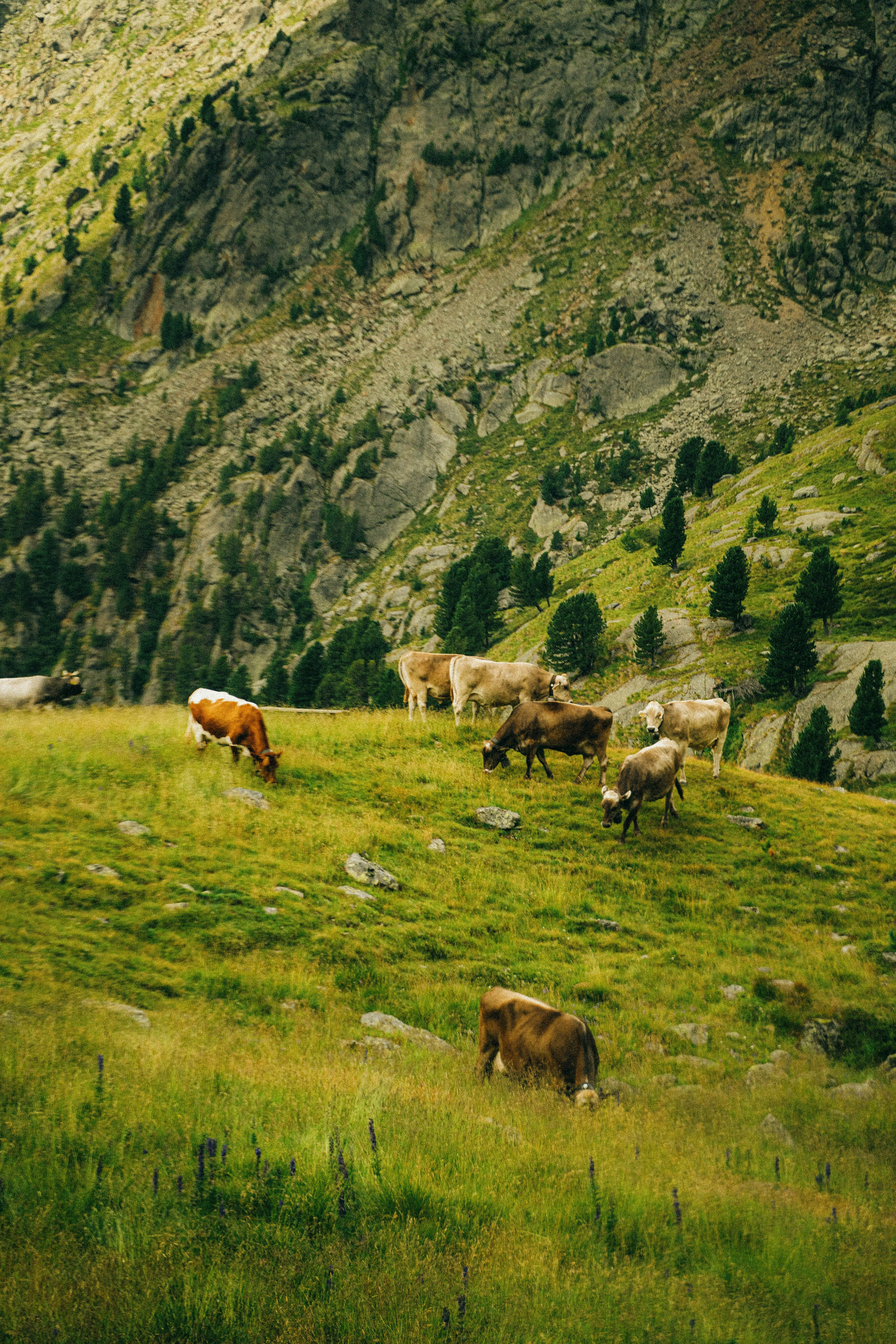 Cattle on Alpine Meadow with Rocky Backdrop