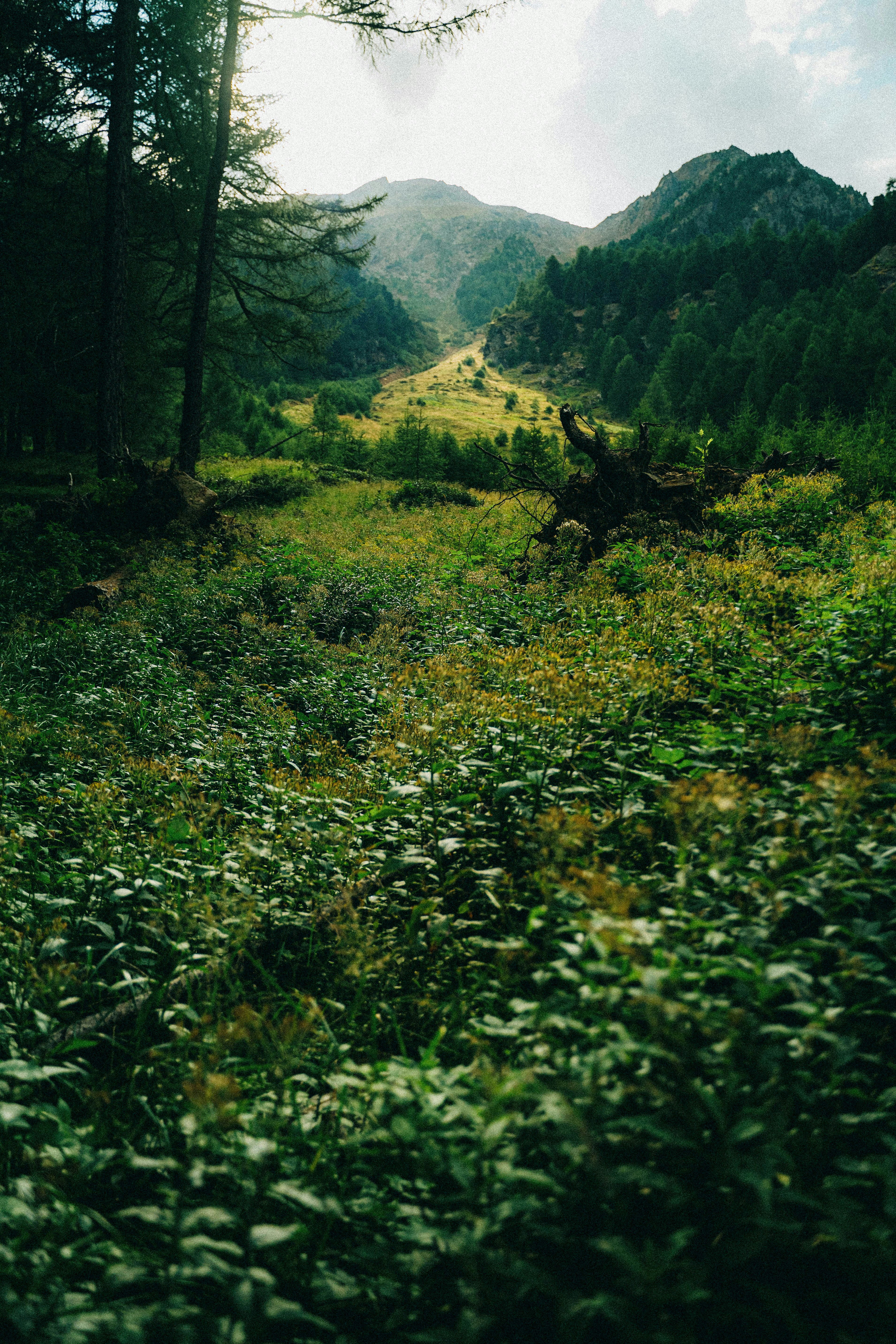 Alpine Meadow Path through the Pines