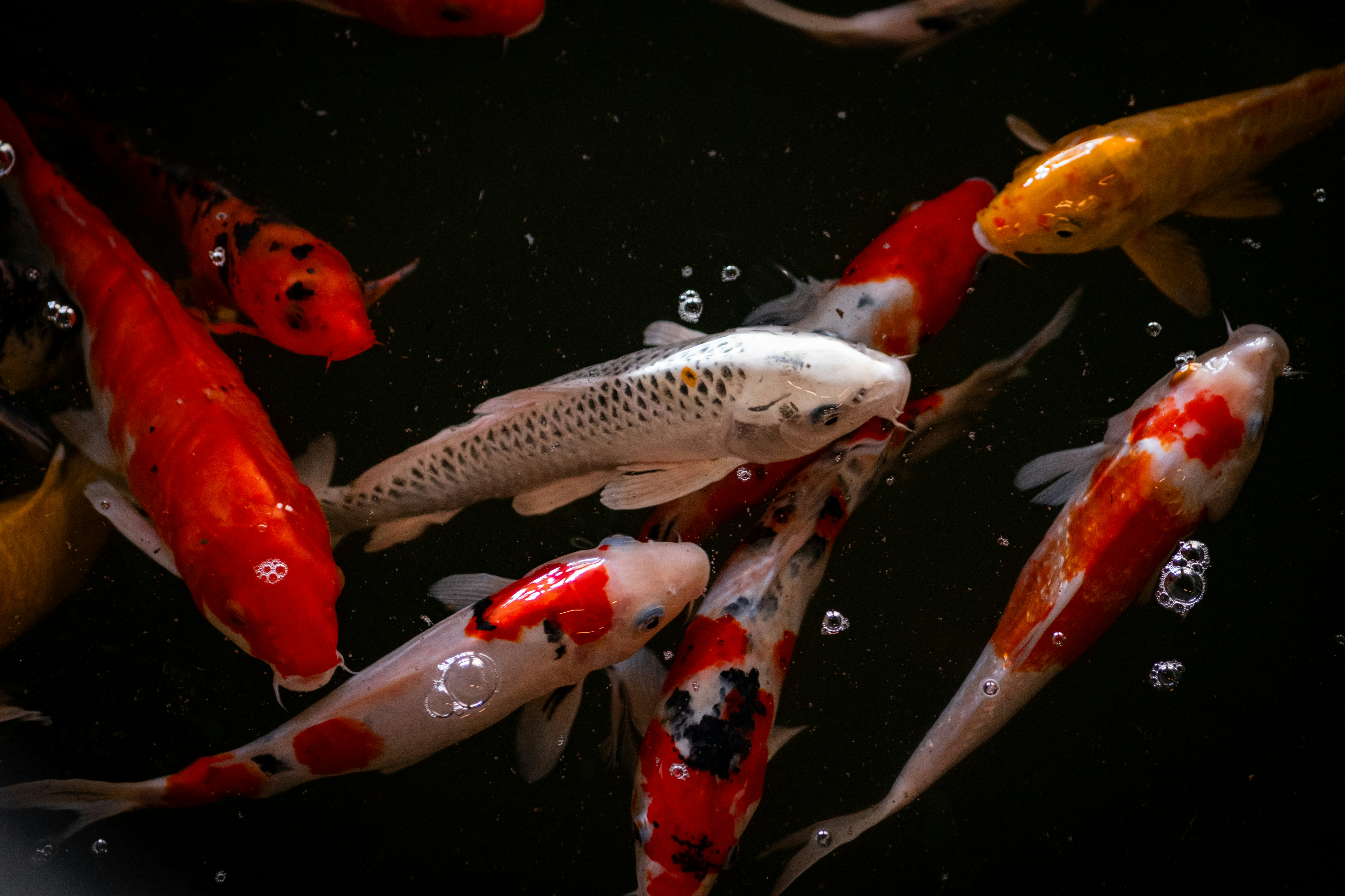 Koi Chorus: Amid Dark Water, Colorful Movers