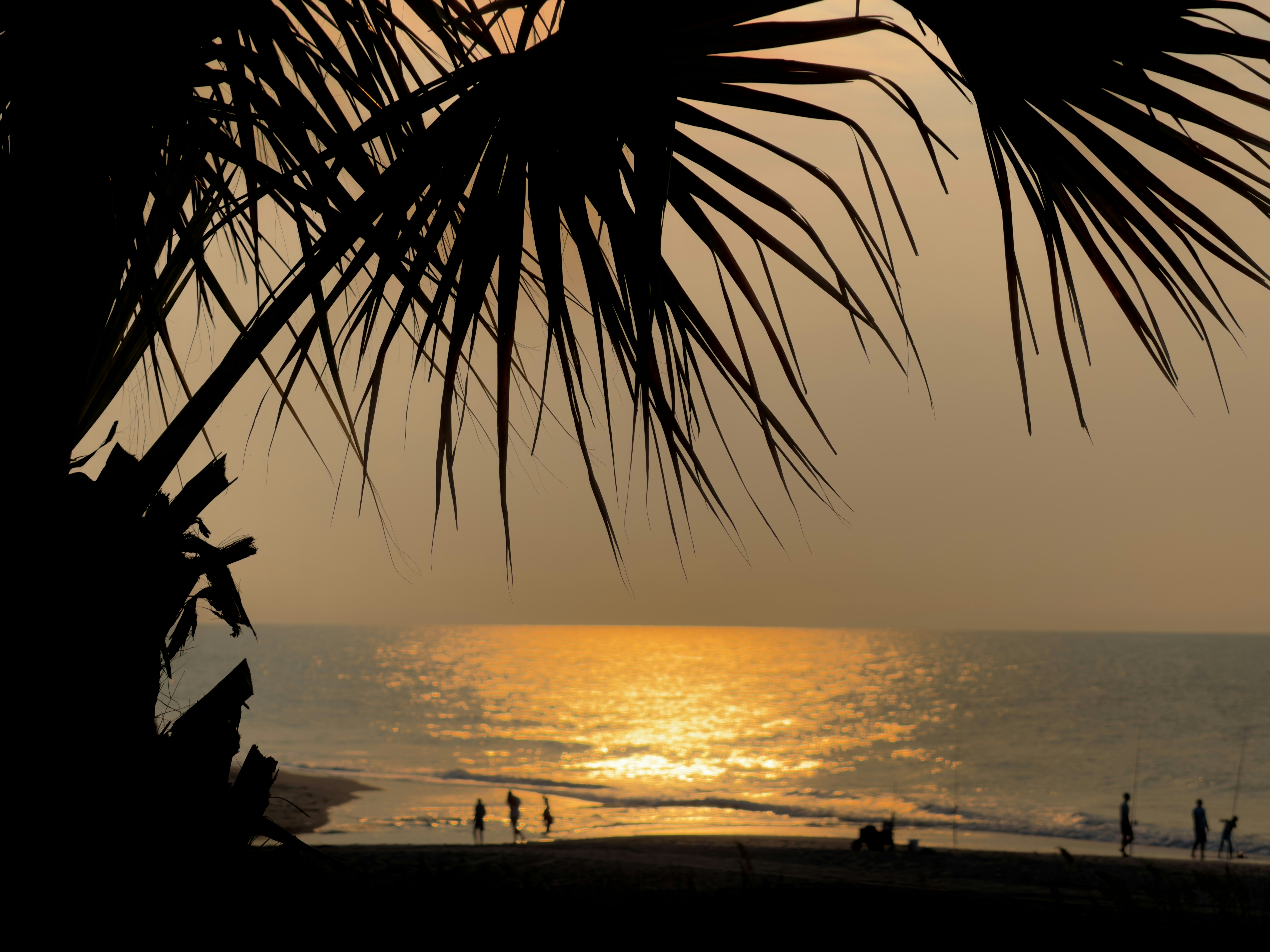 Golden Hour Silhouette: Palm Fronds Framing a Sunset Beach