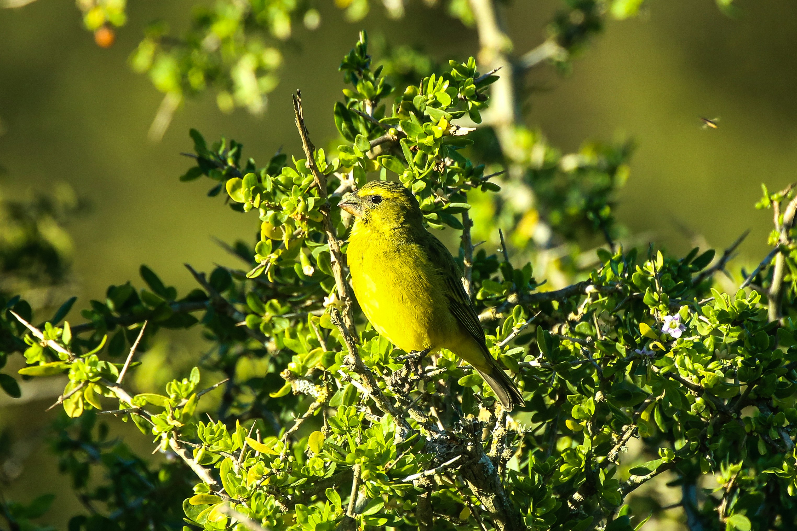 Golden Warbler Confiding on a Sunlit Branch