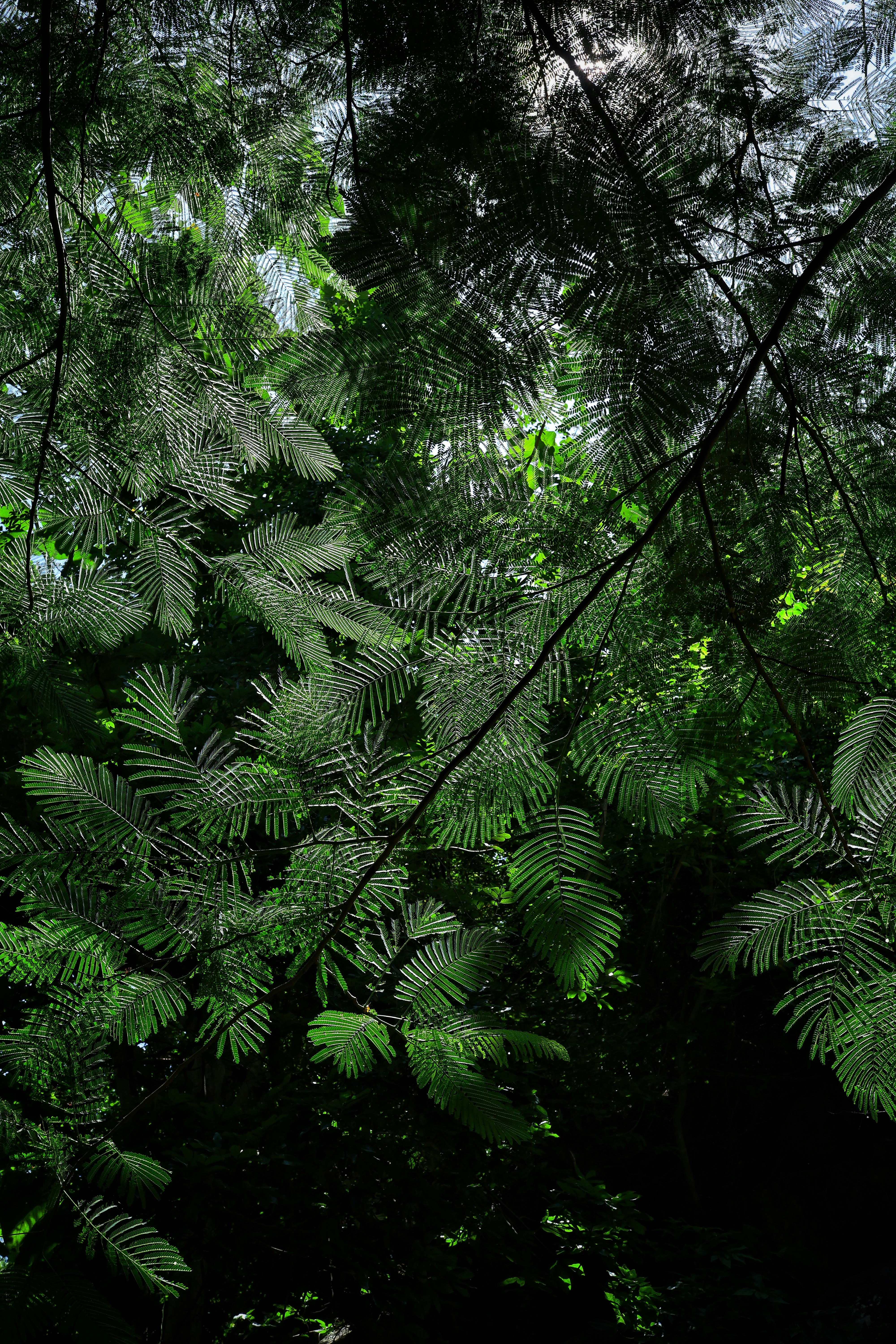 Lush green fern leaves fill the frame, bathed in dappled sunlight amid a dense understory.
