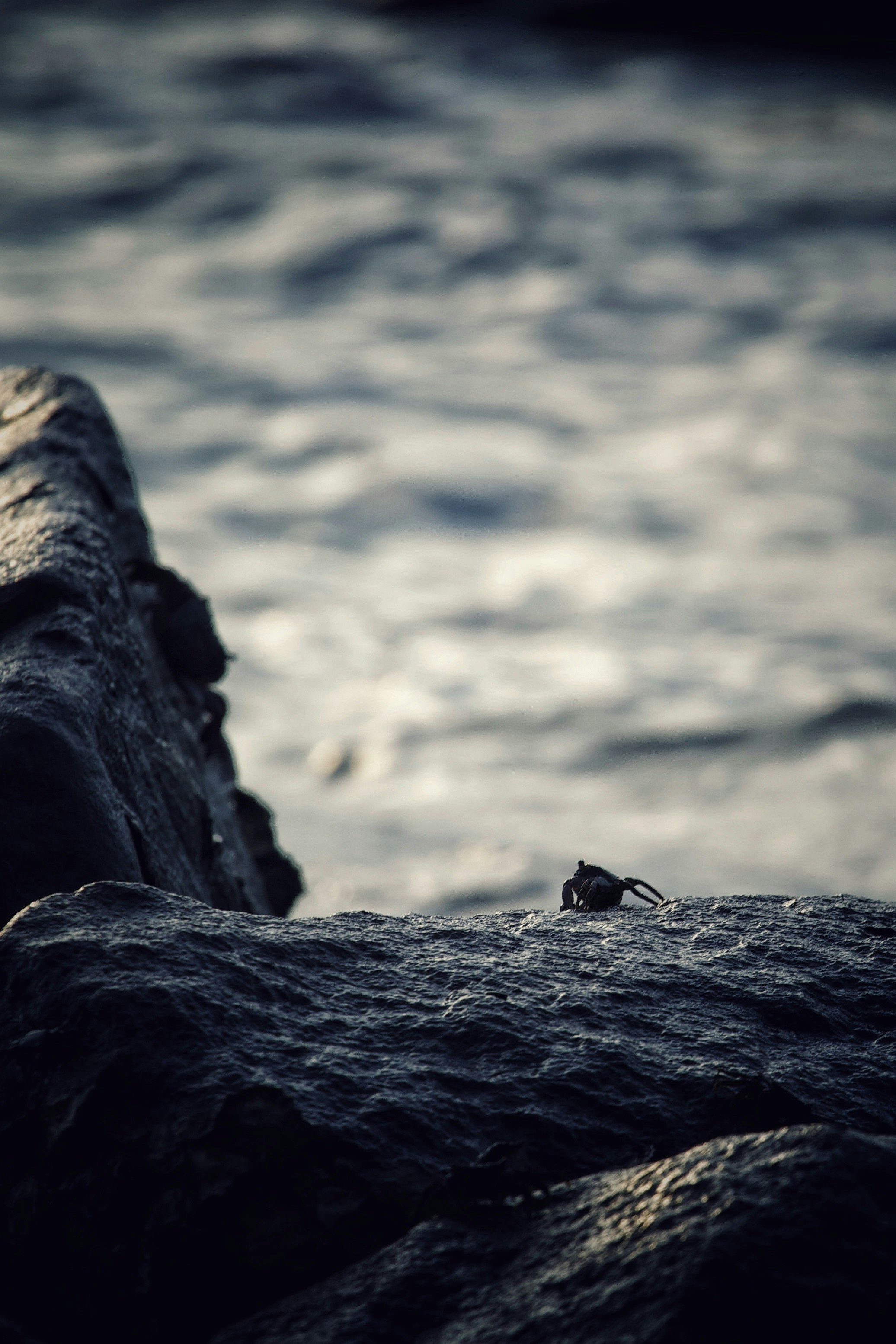 Craggy Shoreline Sentinel
