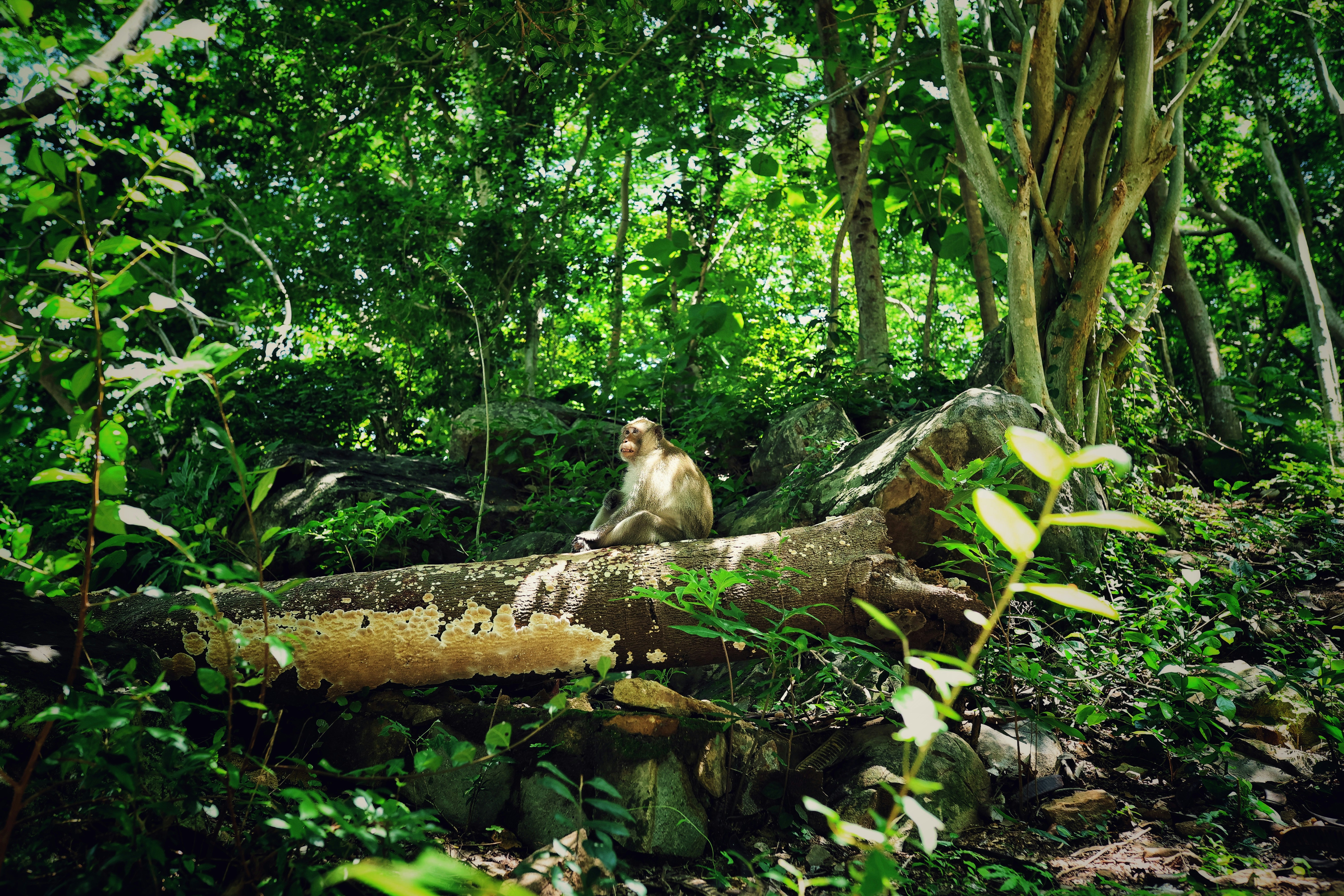 Primates in the Green Cathedral