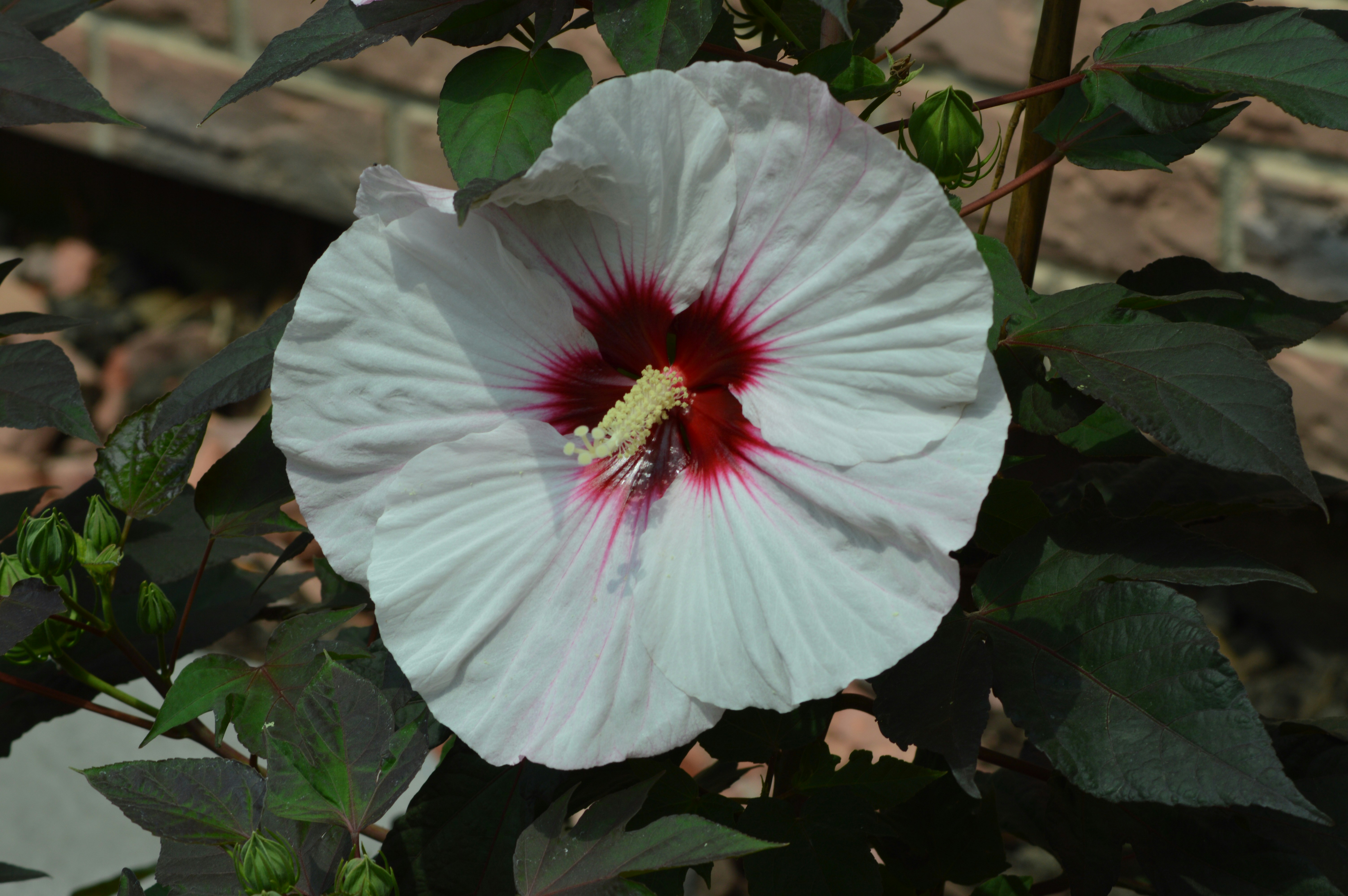 White Hibiscus in Sunlit Garden with Crimson Center