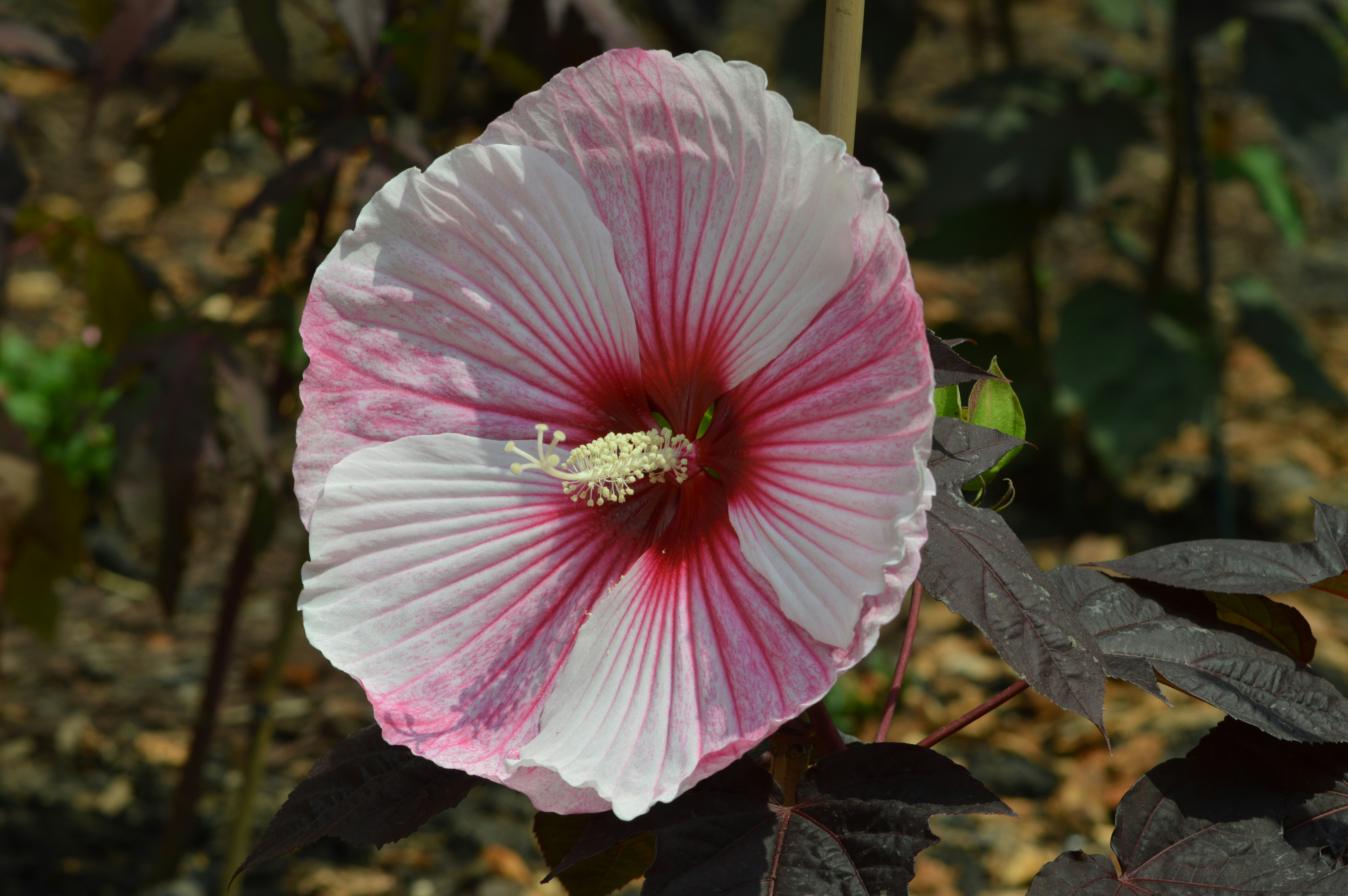 Pink-White Hibiscus: Center Stage in Morning Light