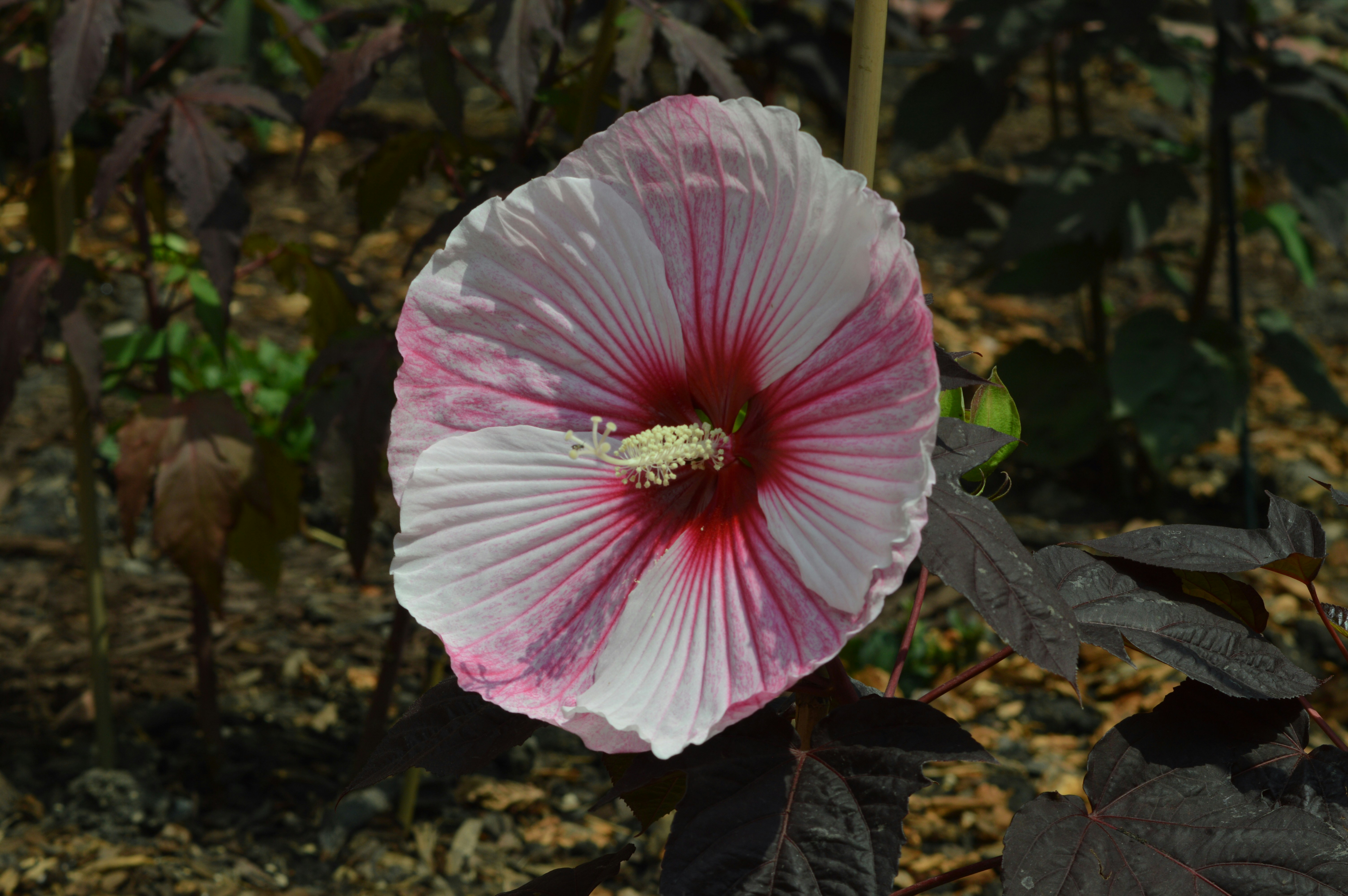 Crimson-centered Hibiscus Bloom in Warm Garden Light