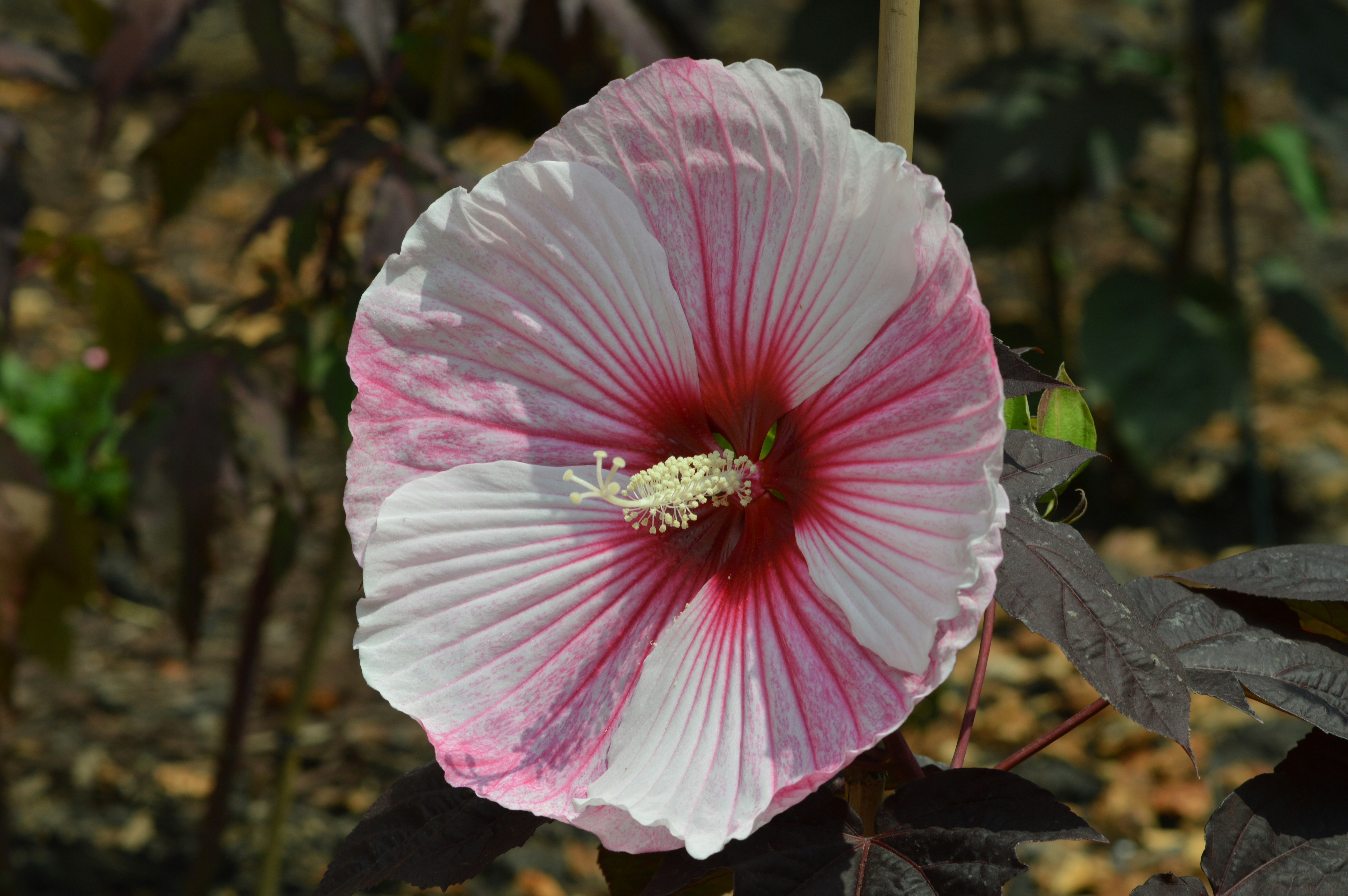 White Hibiscus Bloom with Crimson Eye at Sunlit Garden