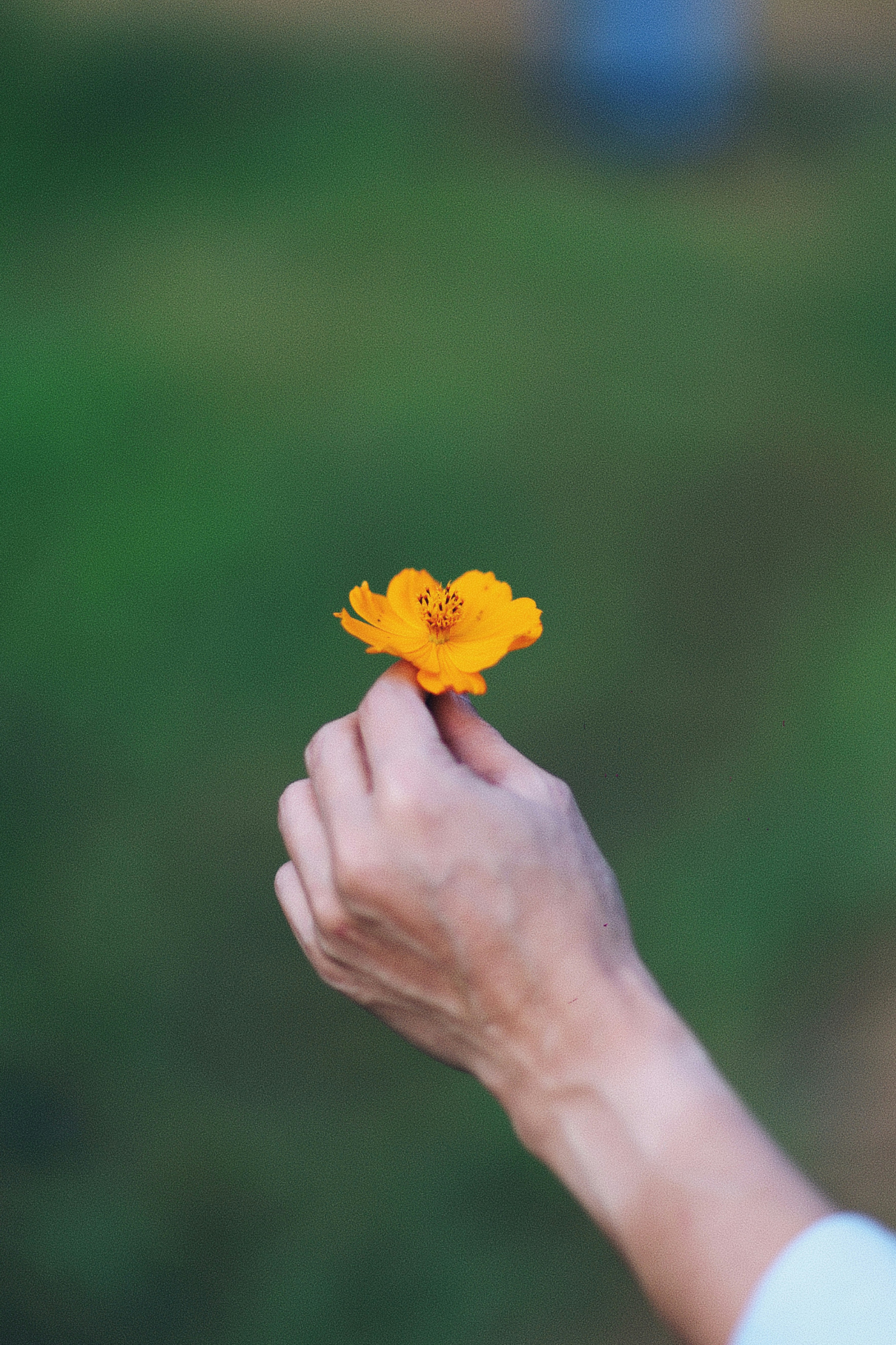 A single orange blossom is held between a pair of fingers against a soft green background. The focus centers on the flower’s delicate petals, with the hand and flower forming the primary subject against a blurred scene.