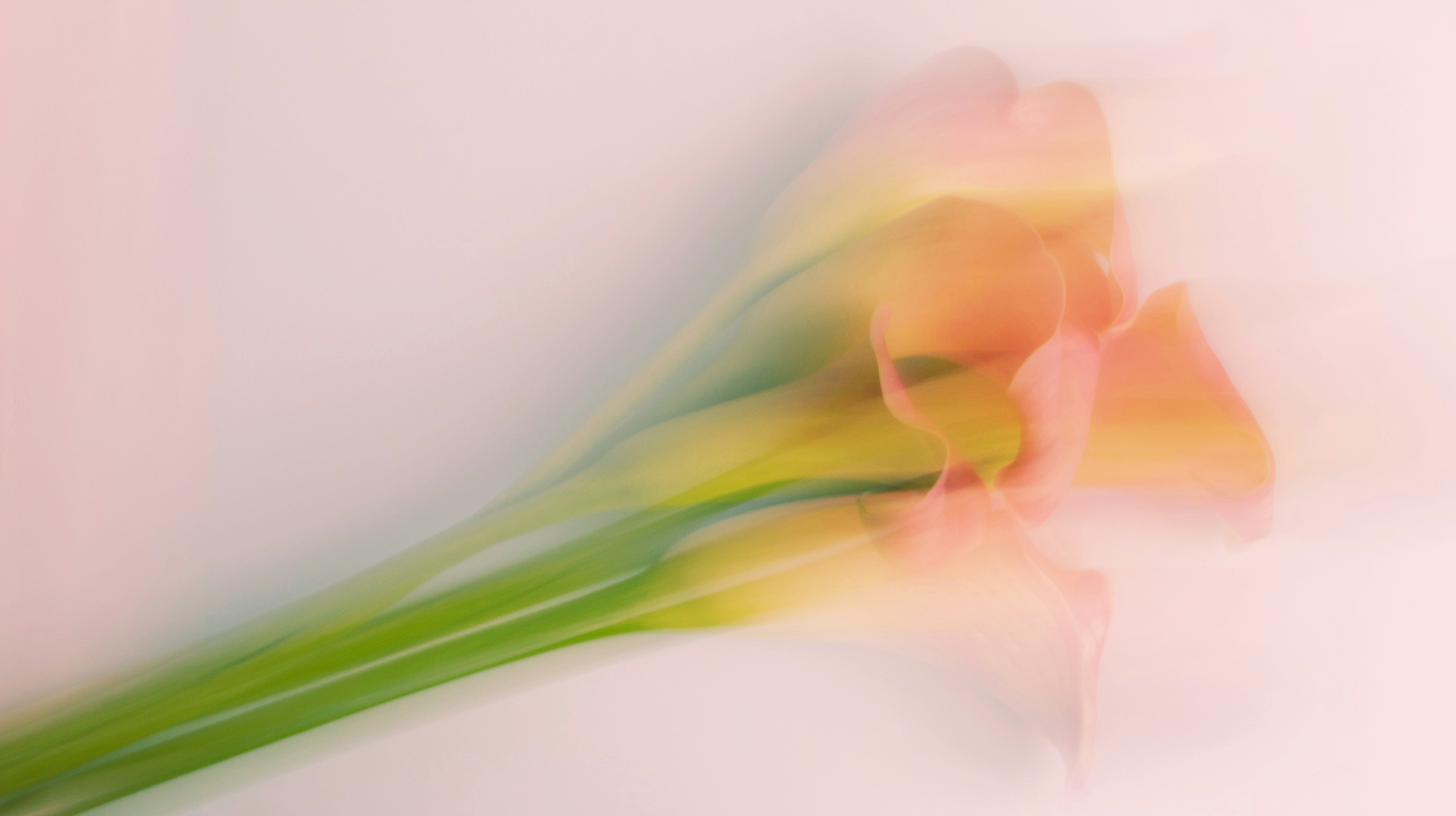 Soft Bloom in Motion: Veiled Tulip Whispers