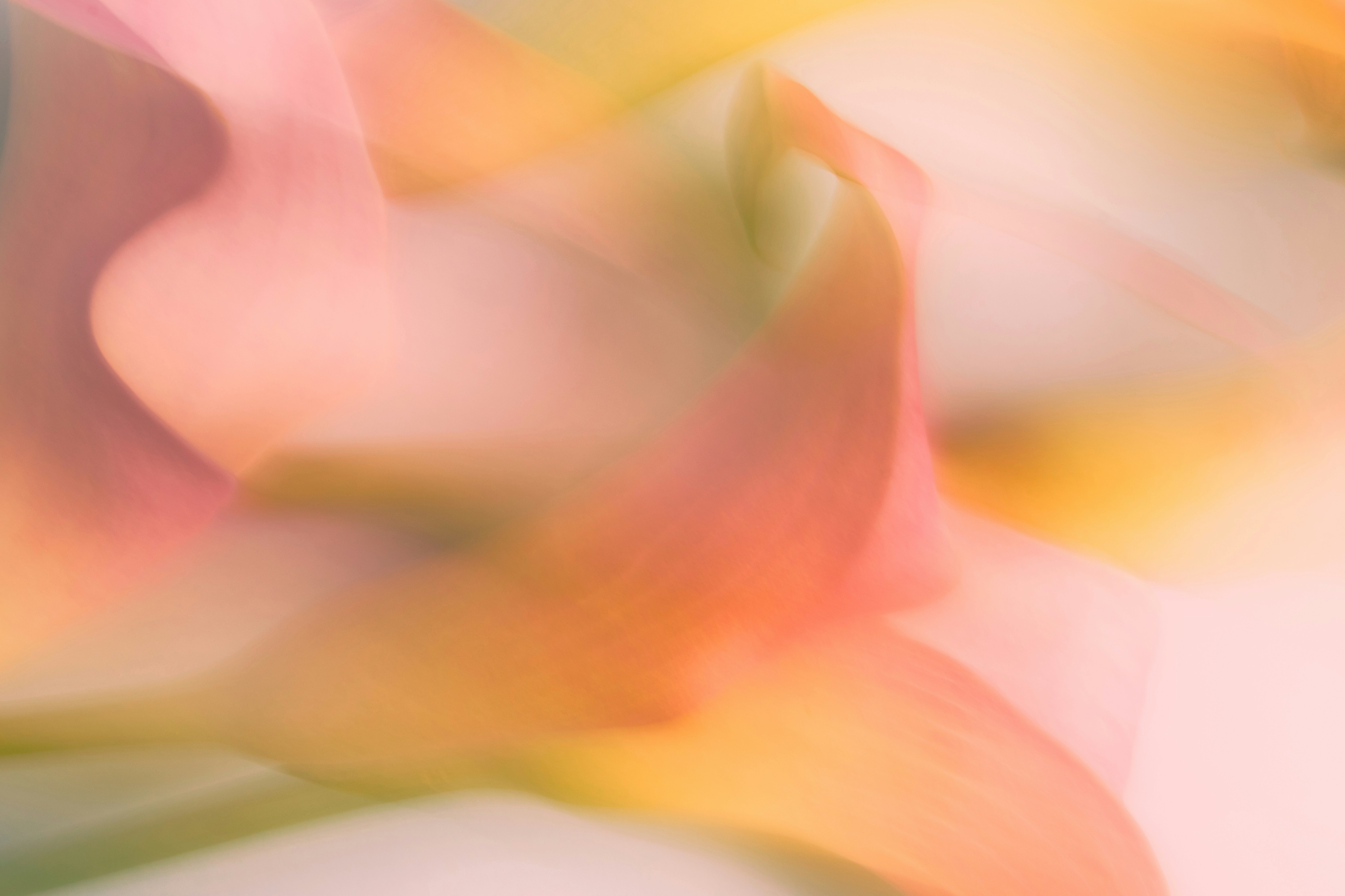 Soft Bloomscape: A Dreamy Blur of Spring Petals